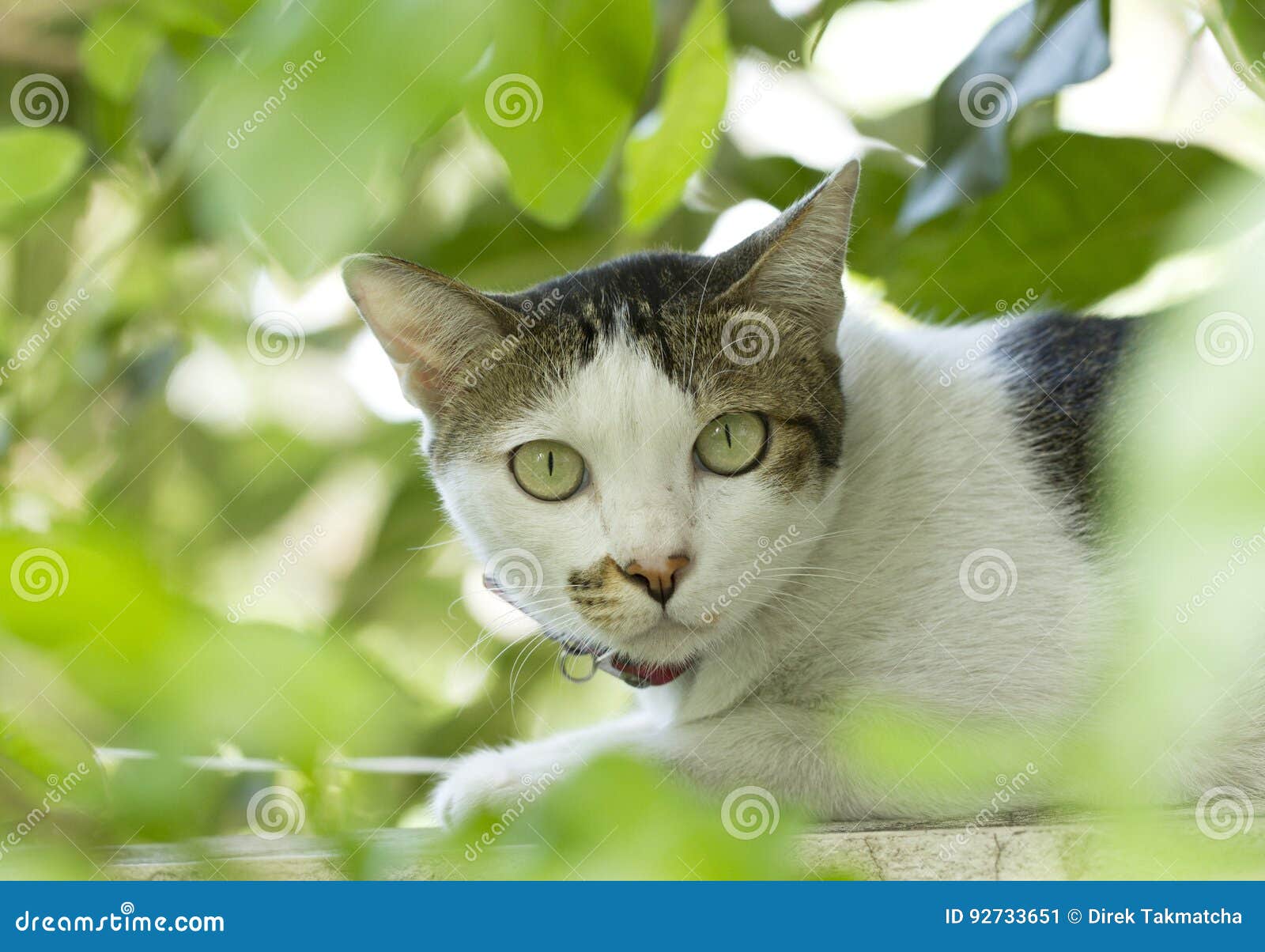 White Cat Looking from Behind Green Leaves Stock Image - Image of head ...
