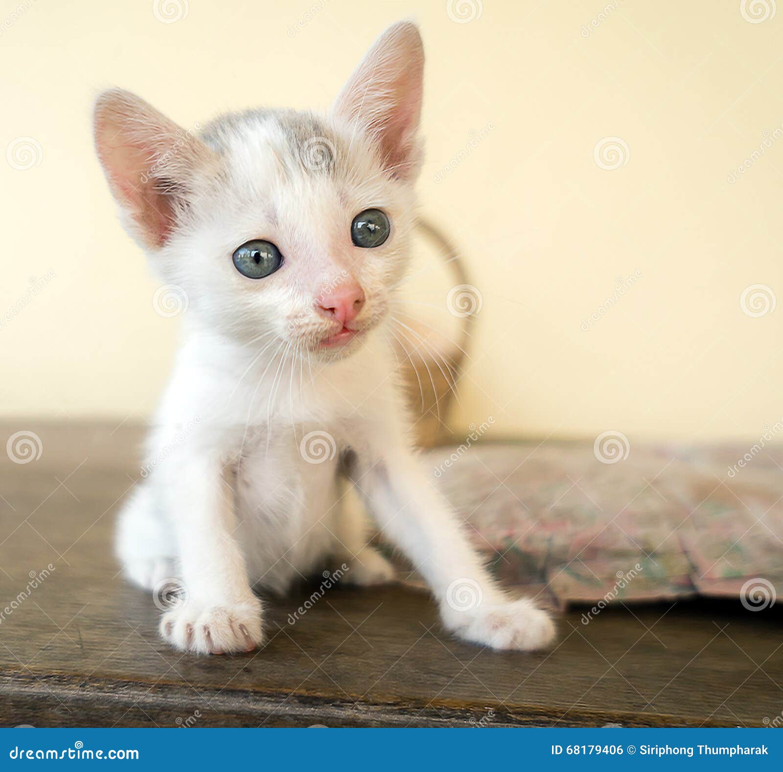White Cat is Looking Forward Stock Photo - Image of face, young: 68179406