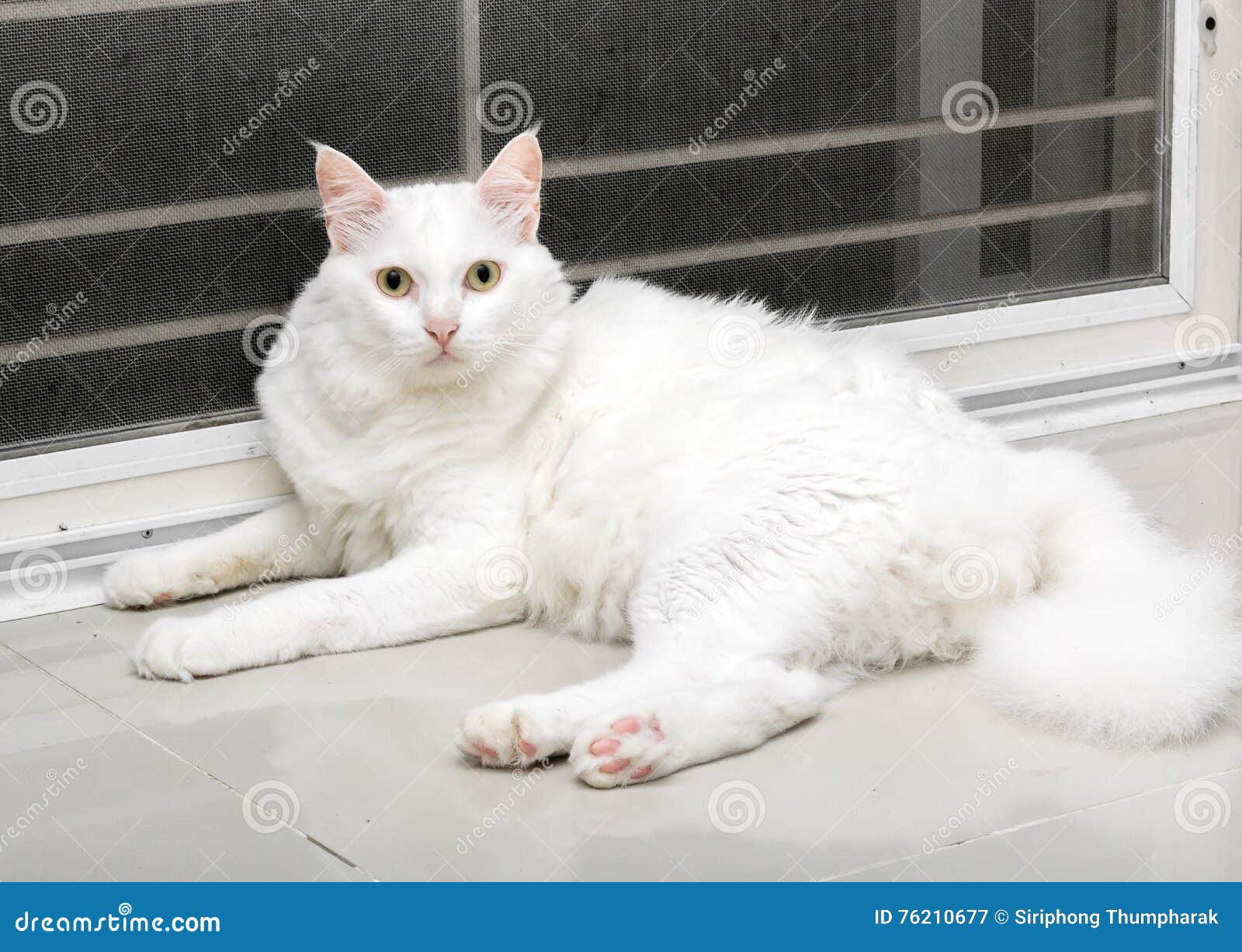 White Cat is Looking Forward Stock Image - Image of sitting, tail: 76210677