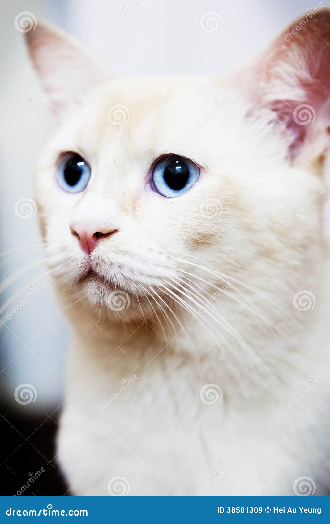 White cat looking left stock image. Image of left, clear - 38501309