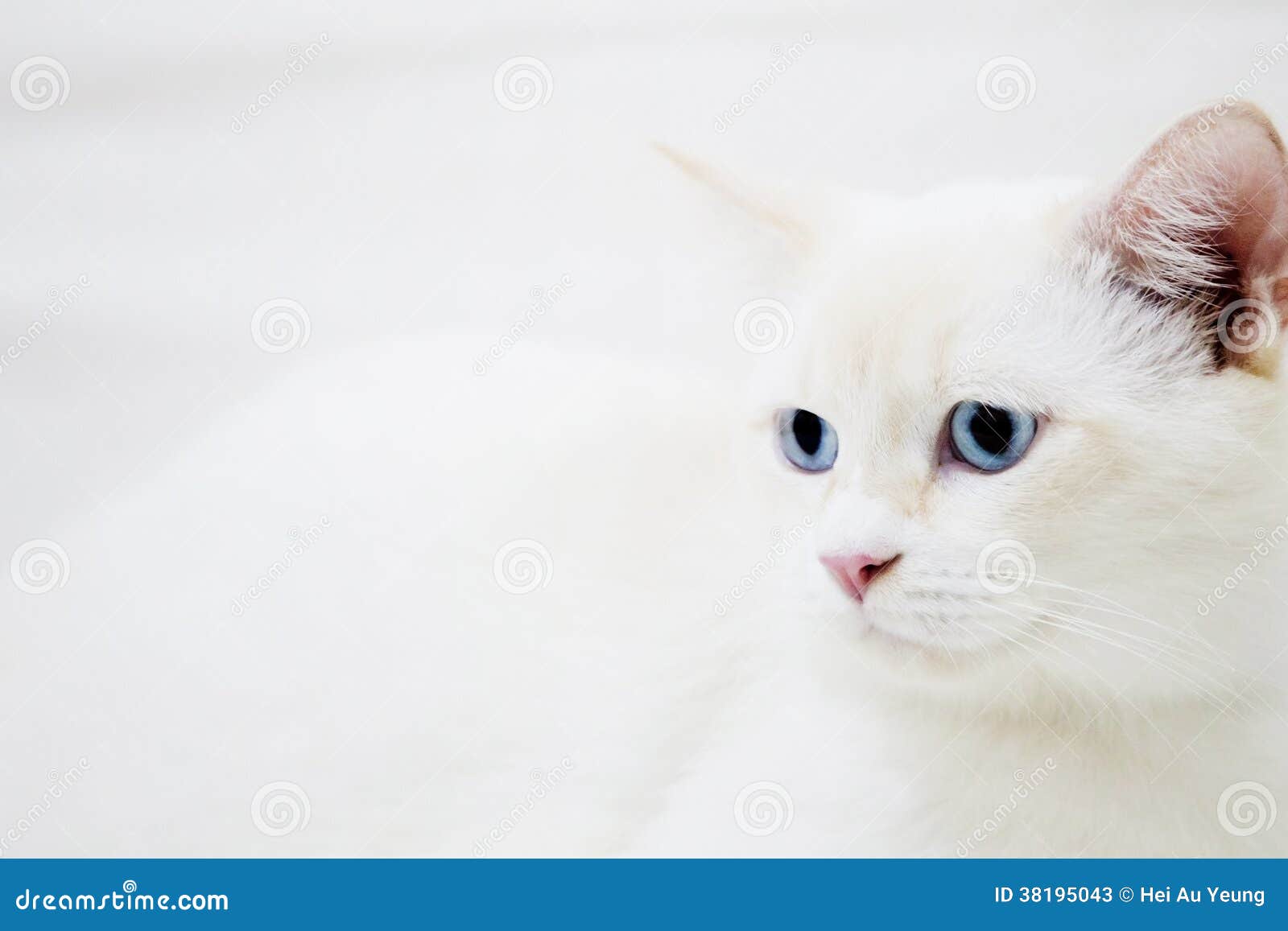 White Cat Looking To the Left Stock Image - Image of mammal, look: 38195043