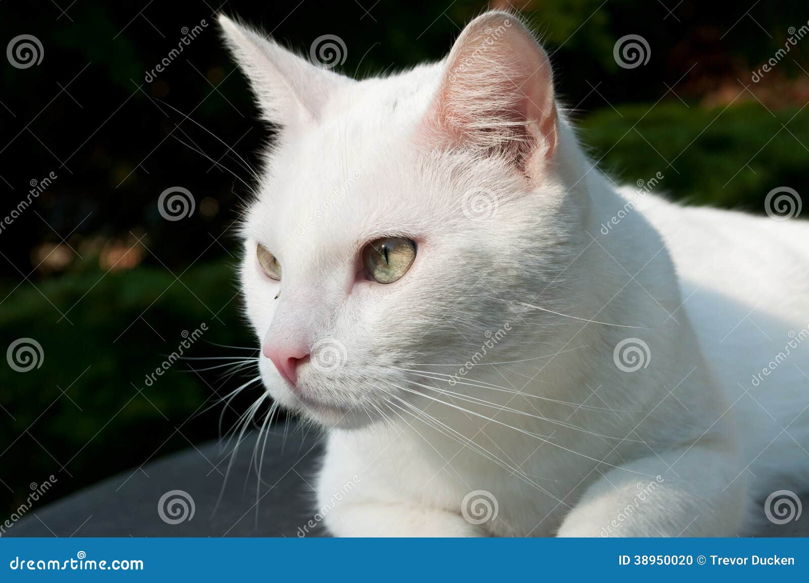 White Cat stock photo. Image of kitty, animal, soft, whiskers - 38950020