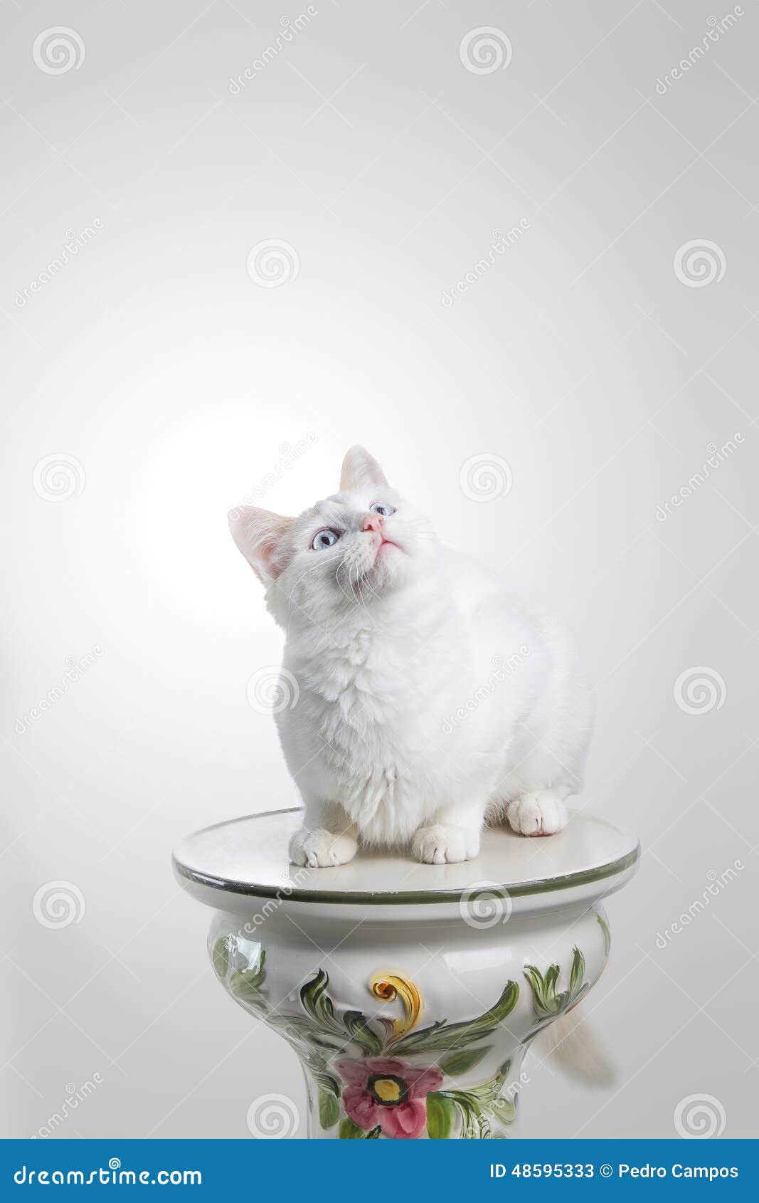 White cat looking up stock image. Image of kitty, beautiful - 48595333