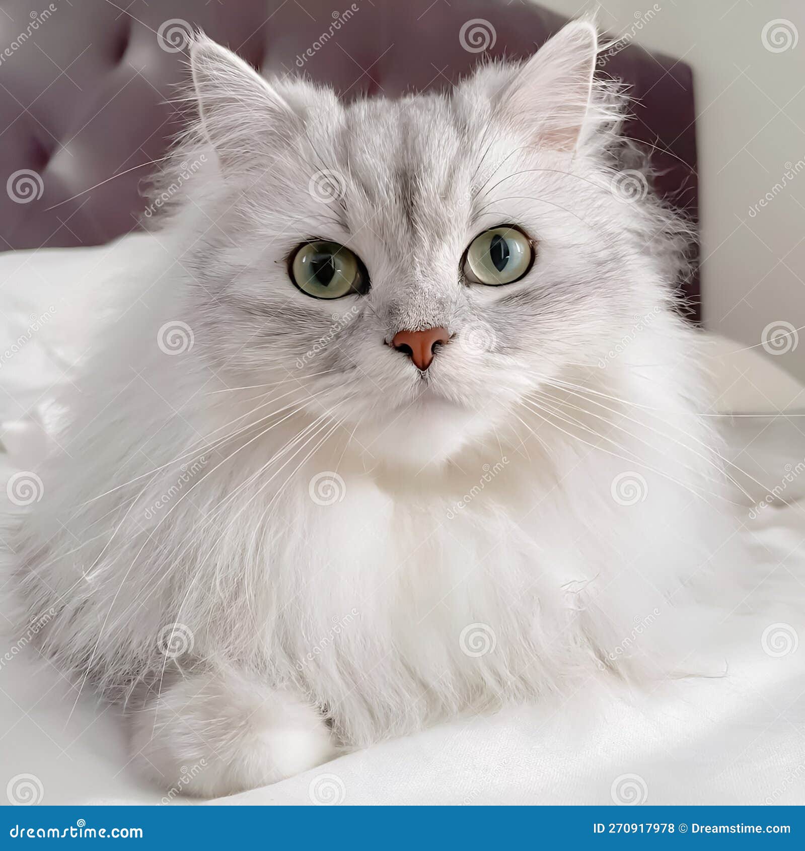 White Cat is Looking at Camera Stock Photo - Image of mammal, carnivore ...