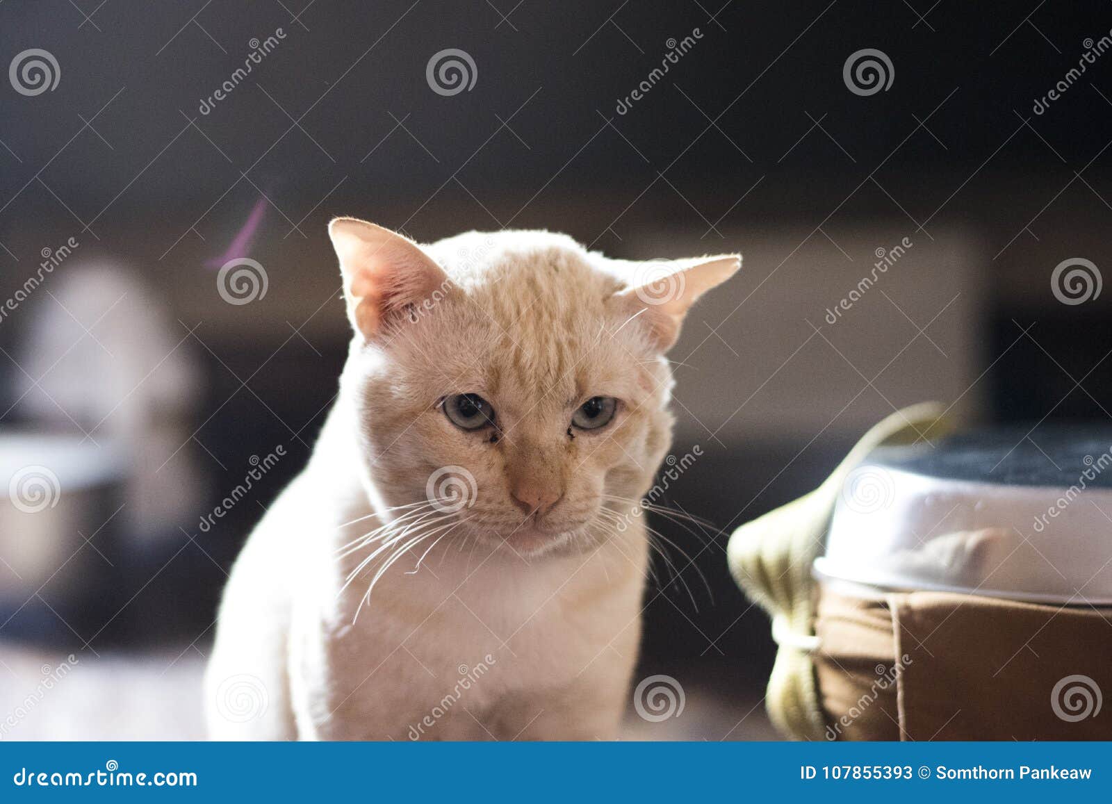 White cat looking at you stock image. Image of cute - 107855393