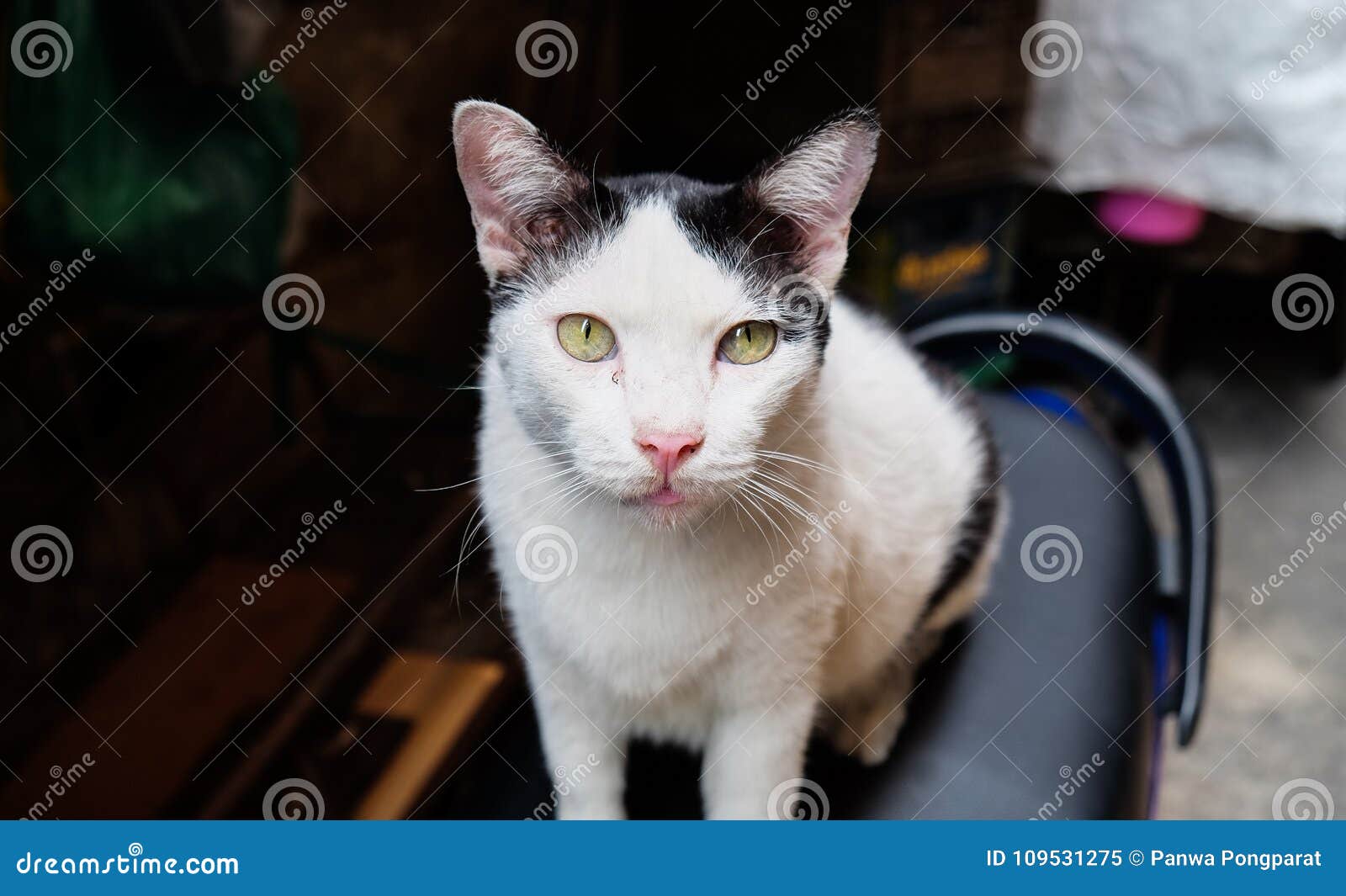 A white cat looking at you stock image. Image of kitty - 109531275