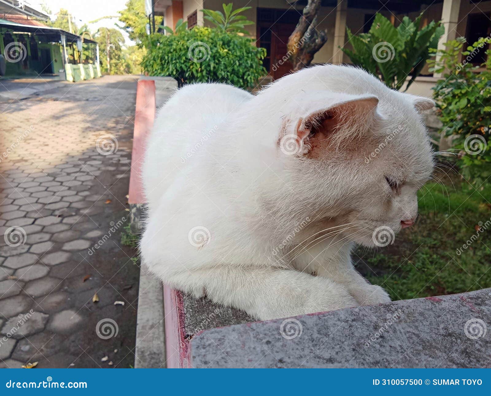 A white cat that looks sad stock photo. Image of kitten - 310057500