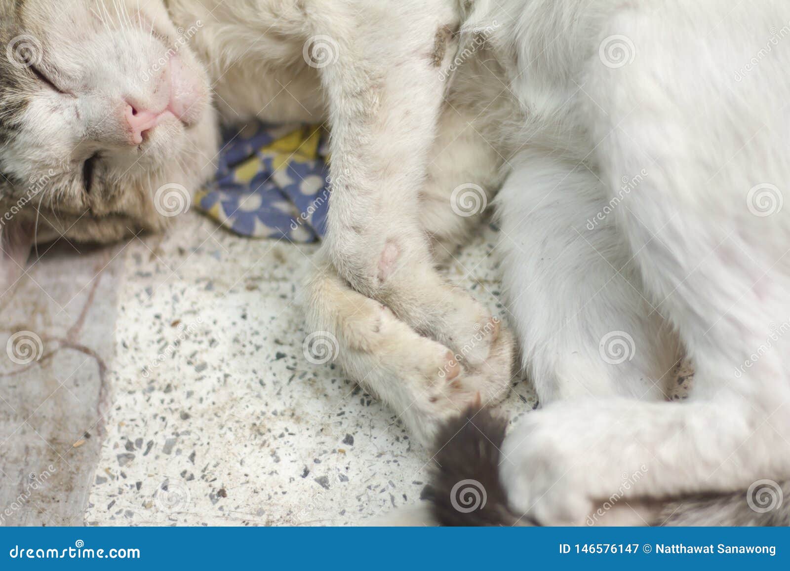 Cat Lying on the Bench with Wounds and Sickness Stock Image - Image of ...