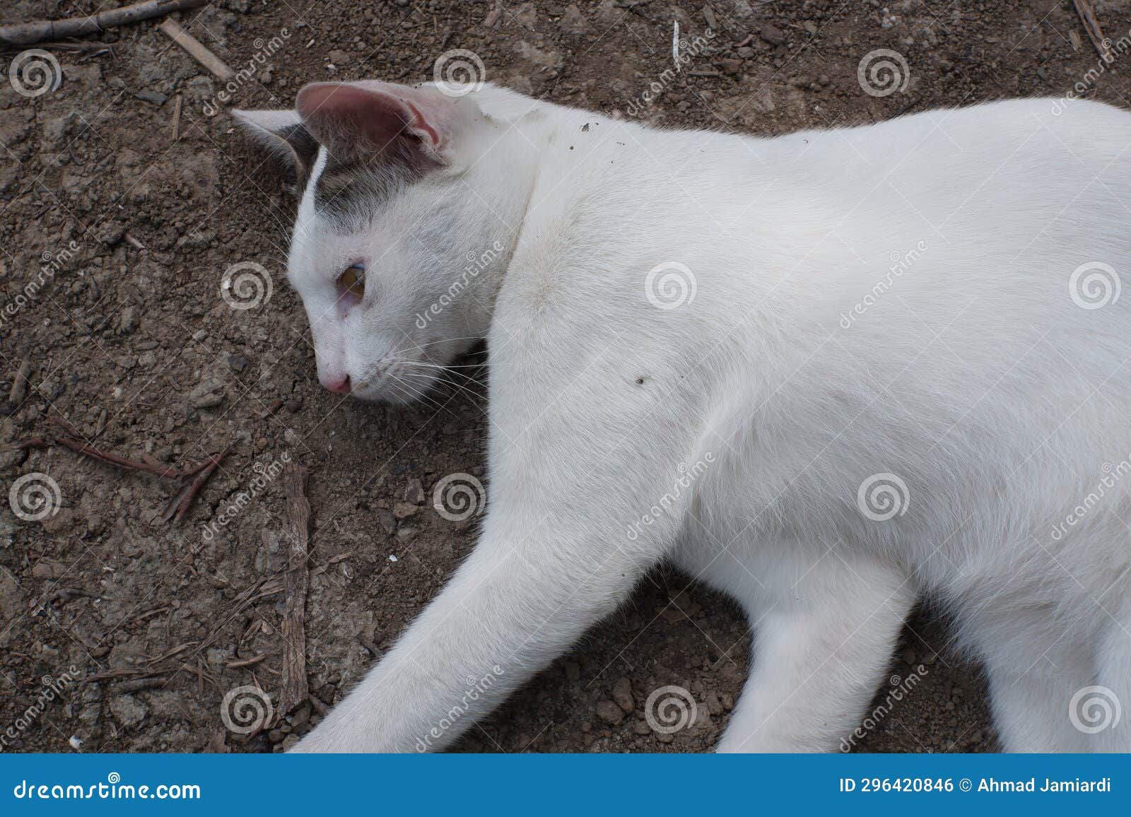 White Cat Lying on the Ground. Stock Photo - Image of close, face ...