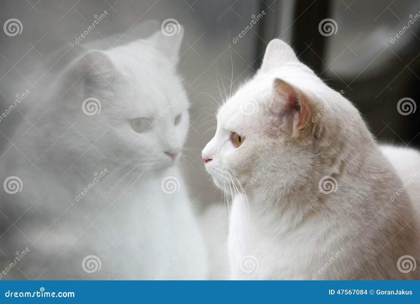 White Cat Mirror Reflection Stock Photo - Image of portrait, domestic ...