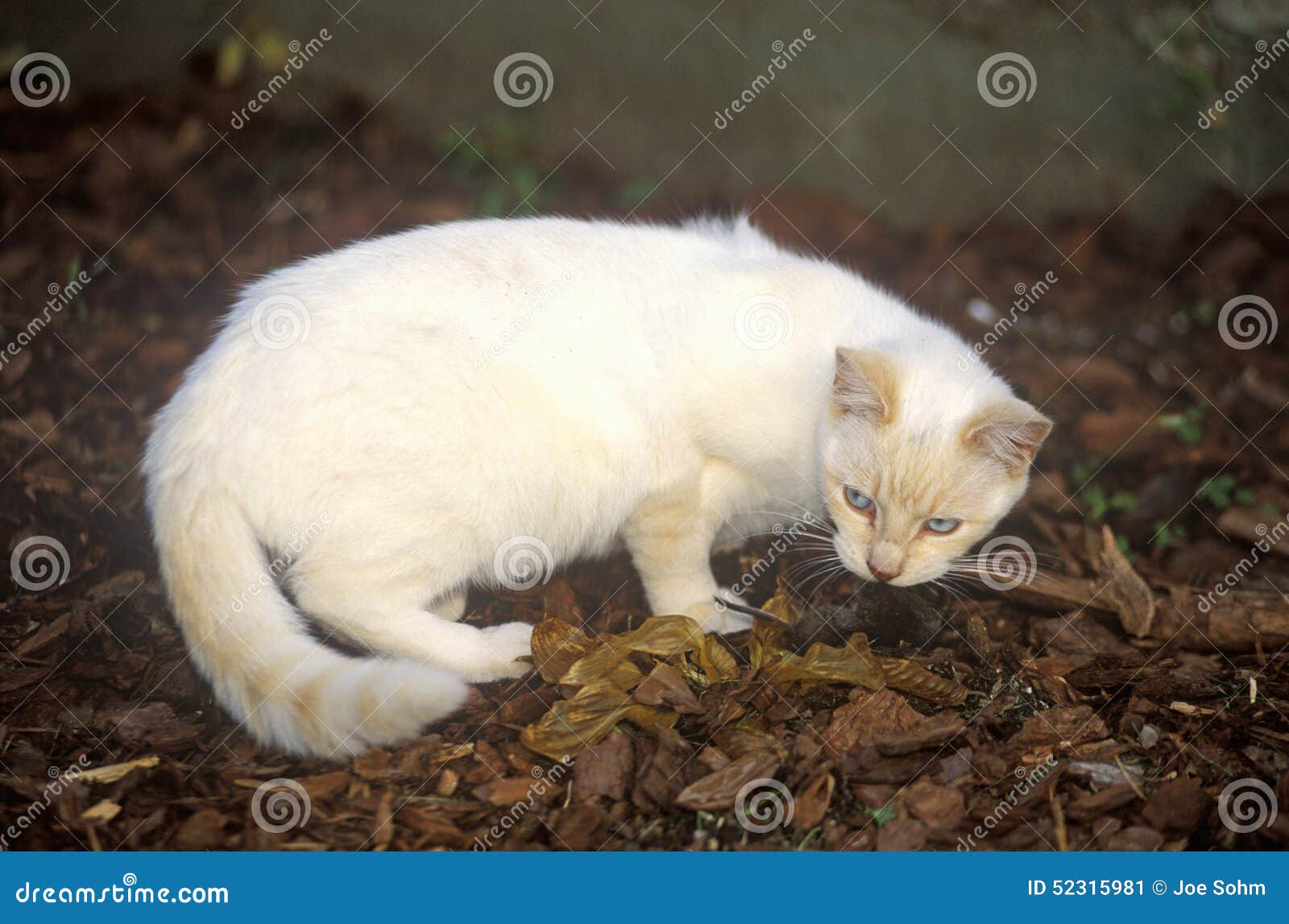 White cat with mouse stock image. Image of domestic, feline - 52315981
