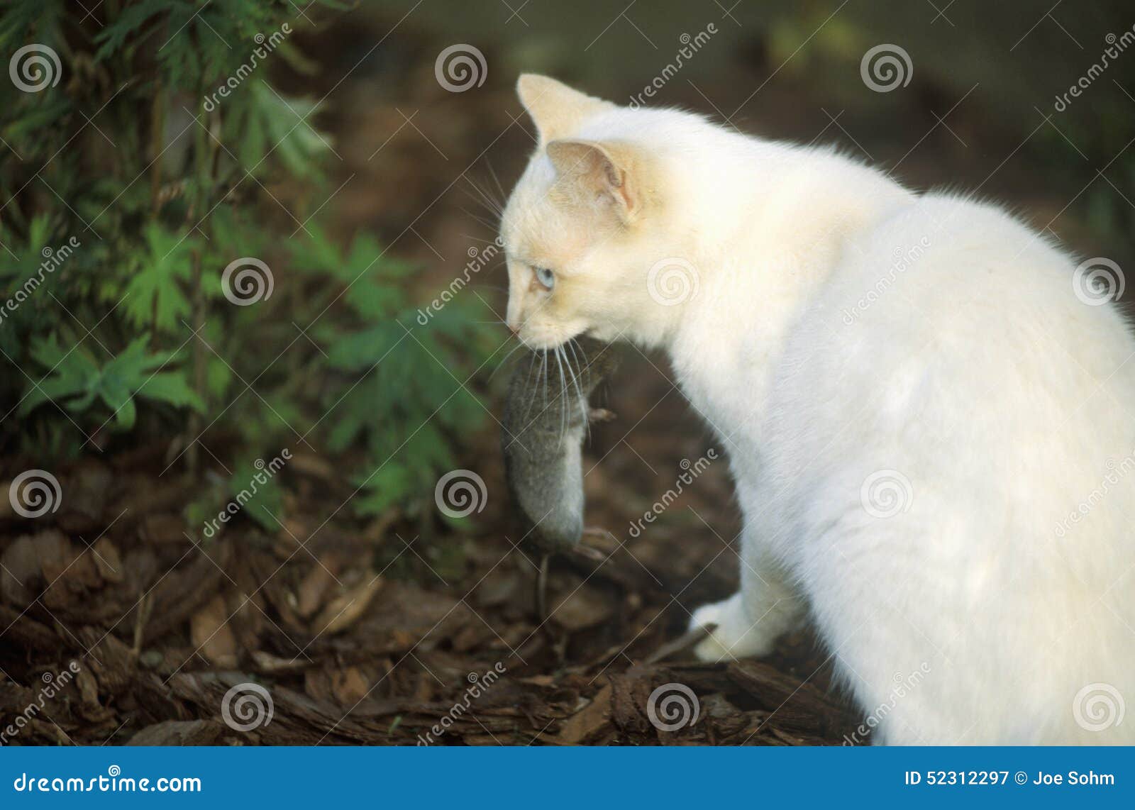 White Cat with Mouse in Mouth Stock Image - Image of mouse, north: 52312297