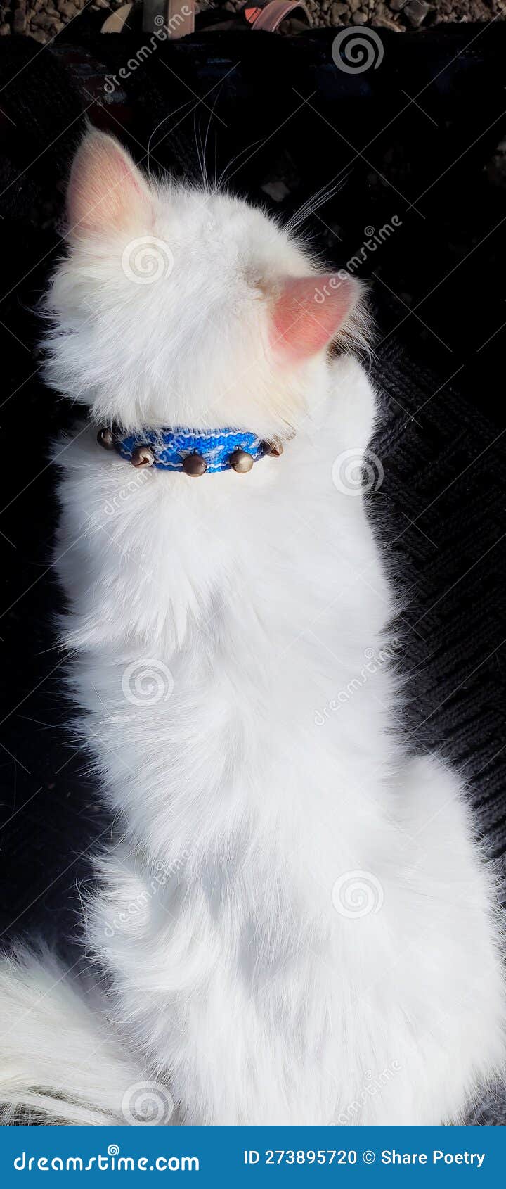 White cat neck bell stock photo. Image of white, bell - 273895720