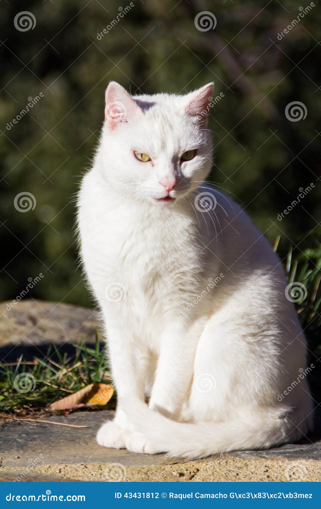 White cat stock photo. Image of white, domestic, outdoor - 43431812
