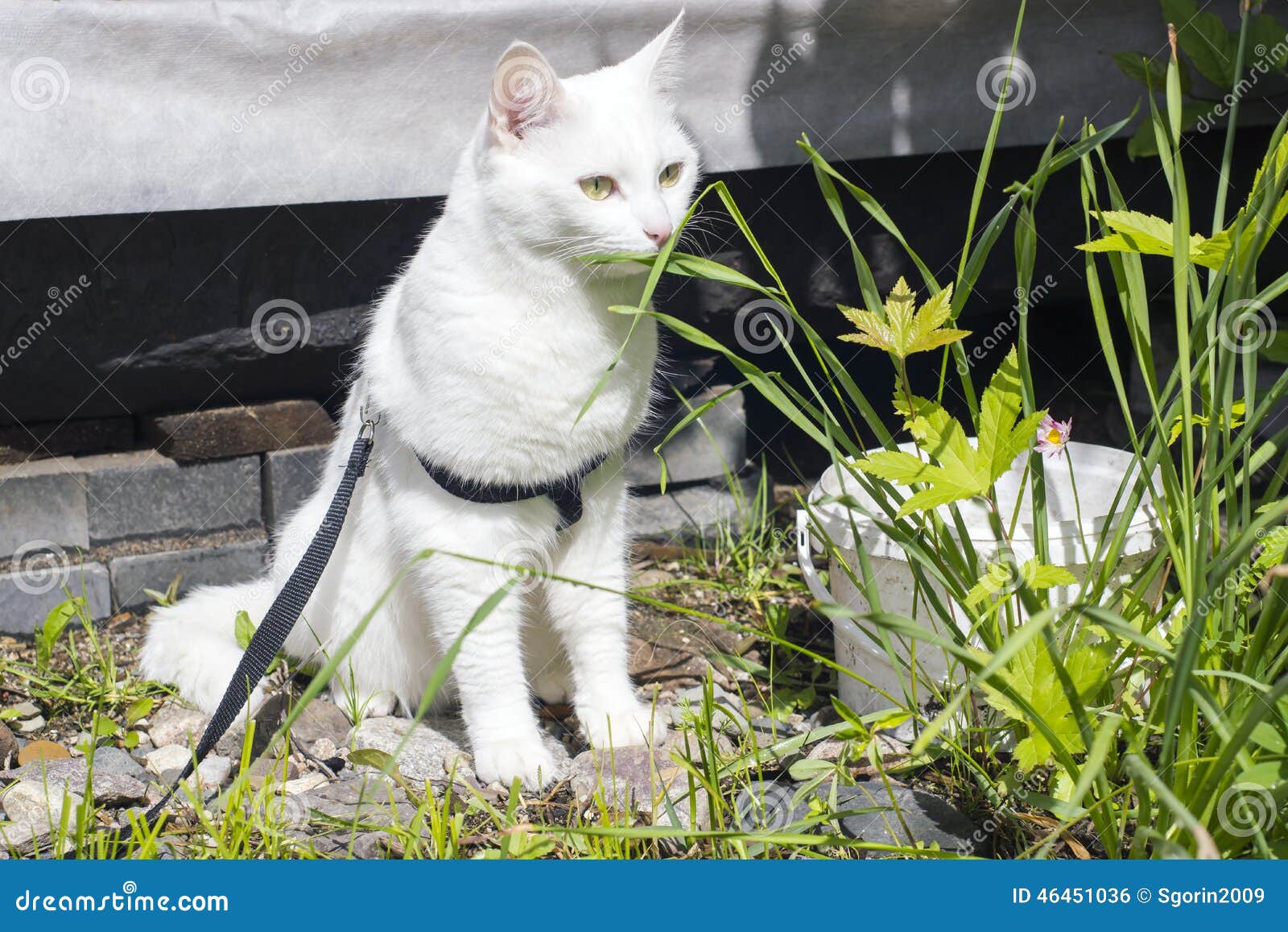 White Cat Outside in Summer Stock Photo - Image of walking, beautiful ...