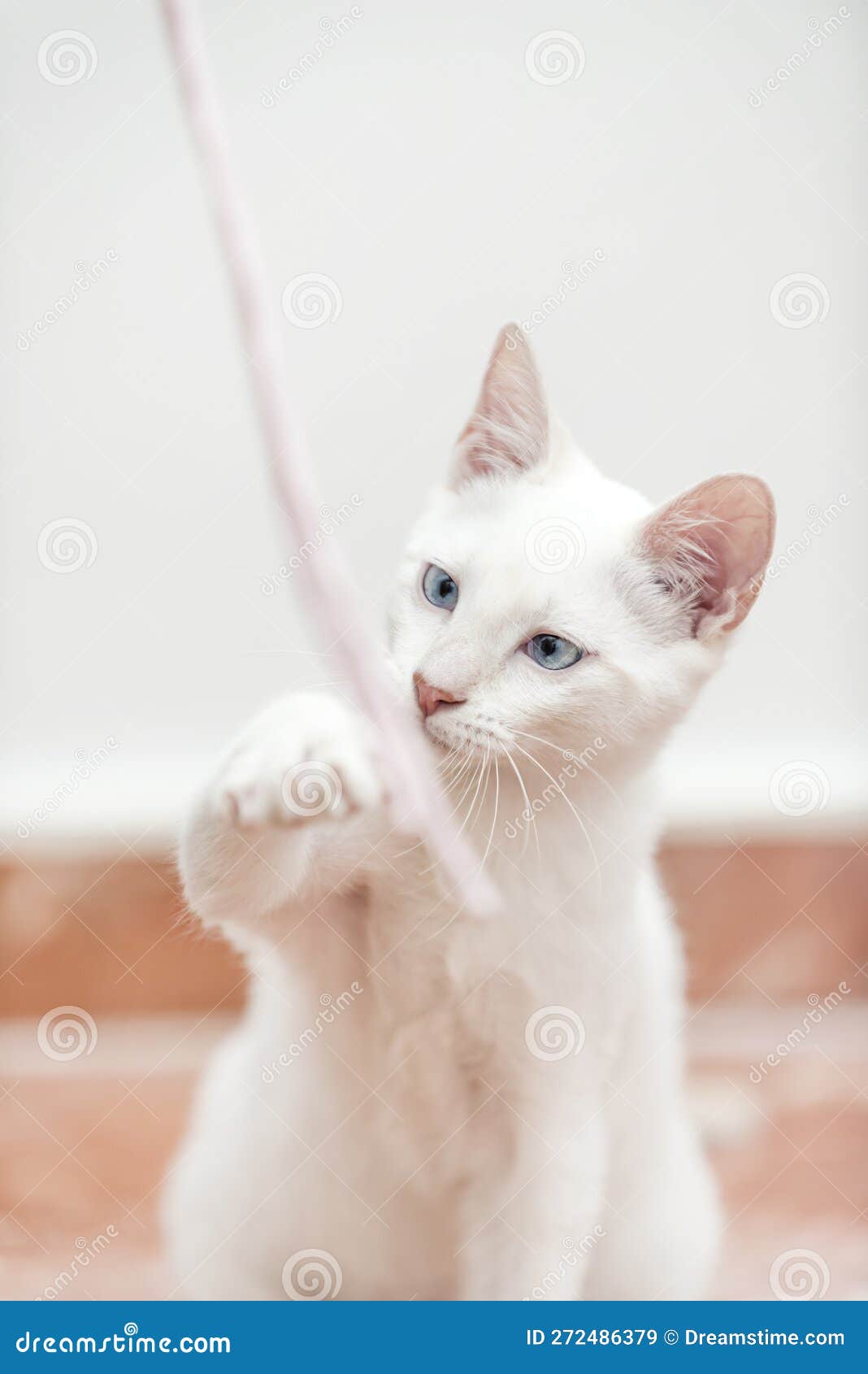 The White Cat with Paws Clawing Left and Right Stock Image - Image of ...