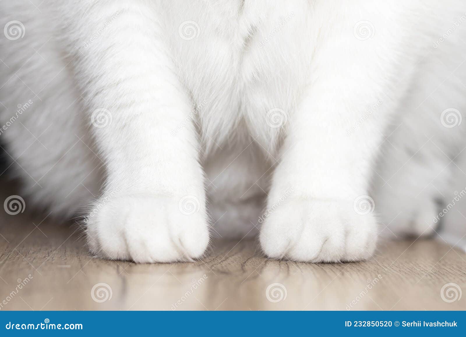 White cat paws stock photo. Image of cute, foot, kitten - 232850520
