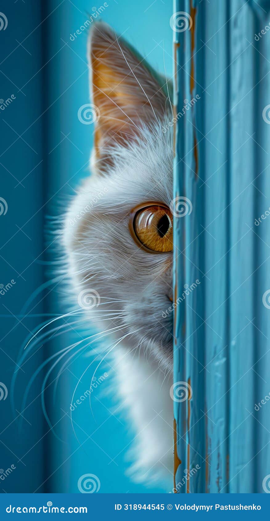 A White Cat Peeking Out from Behind a Door Stock Image - Image of ...