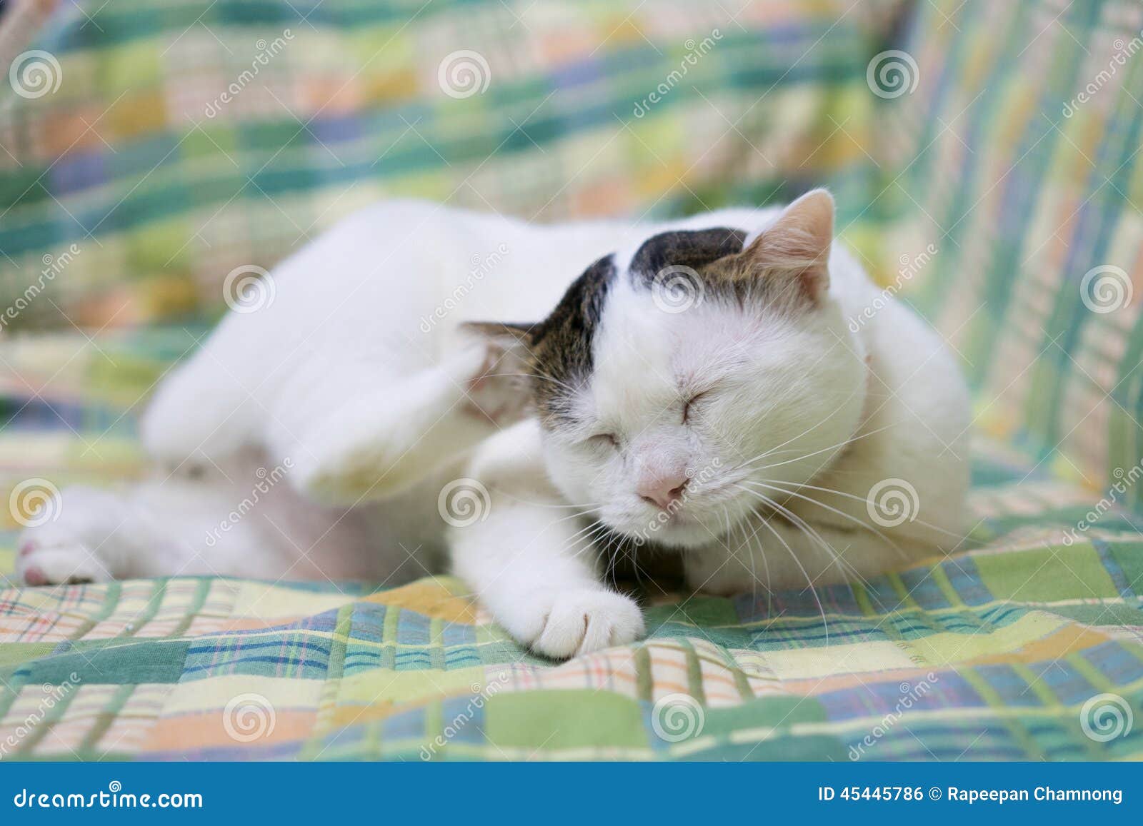 White cat stock photo. Image of white, mammal, sleep - 45445786