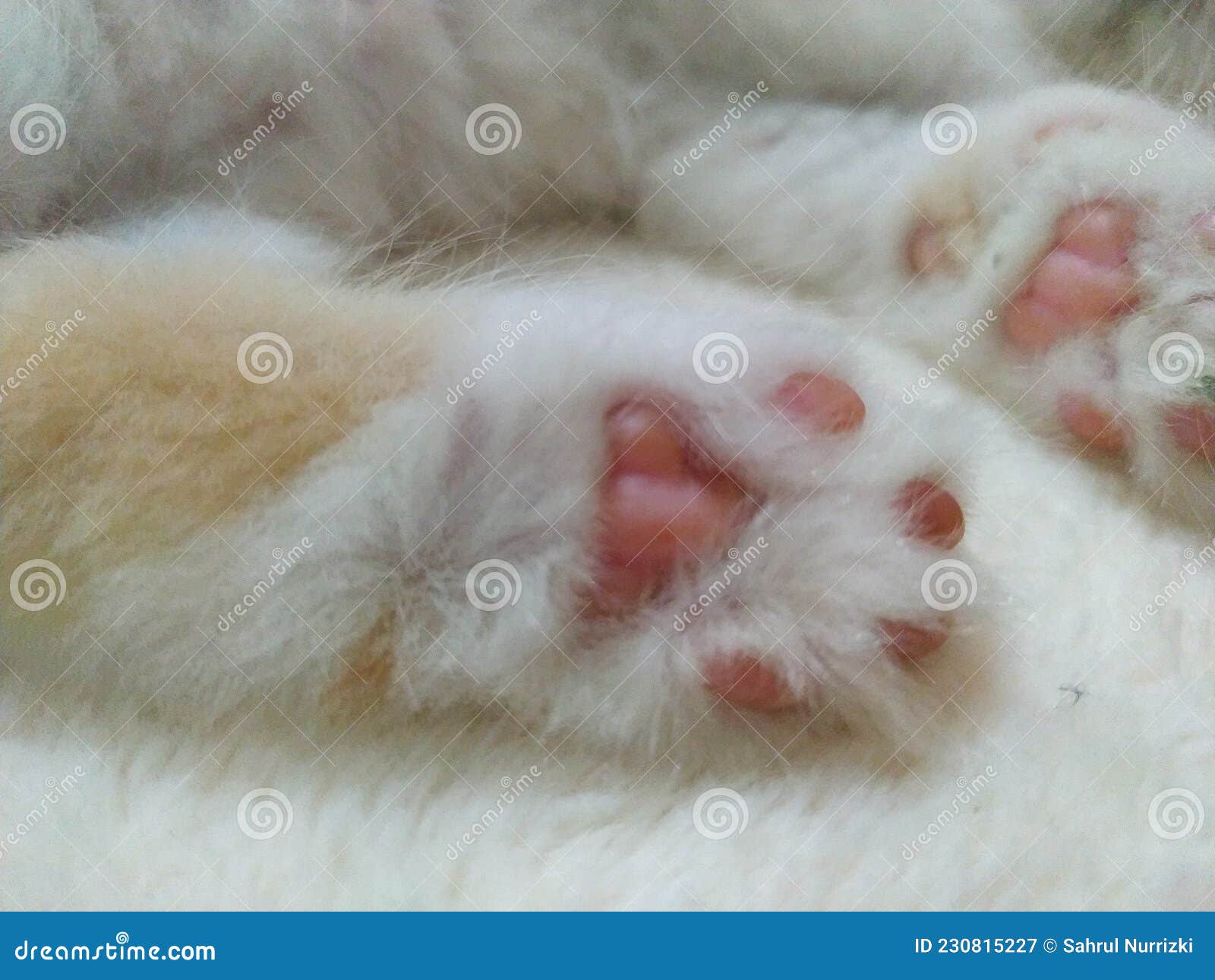 White cat pink paws stock image. Image of cute, paws - 230815227