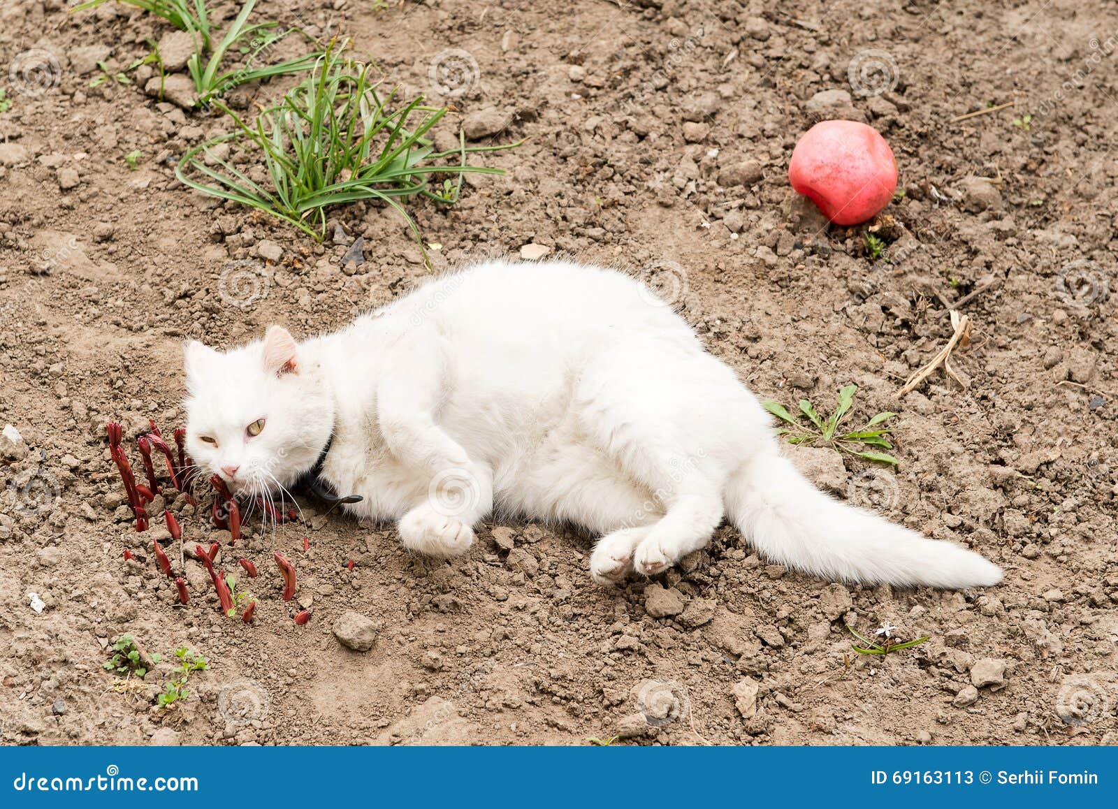 White Cat Playing with a Ball in the Garden, Flea Collars Stock Image ...