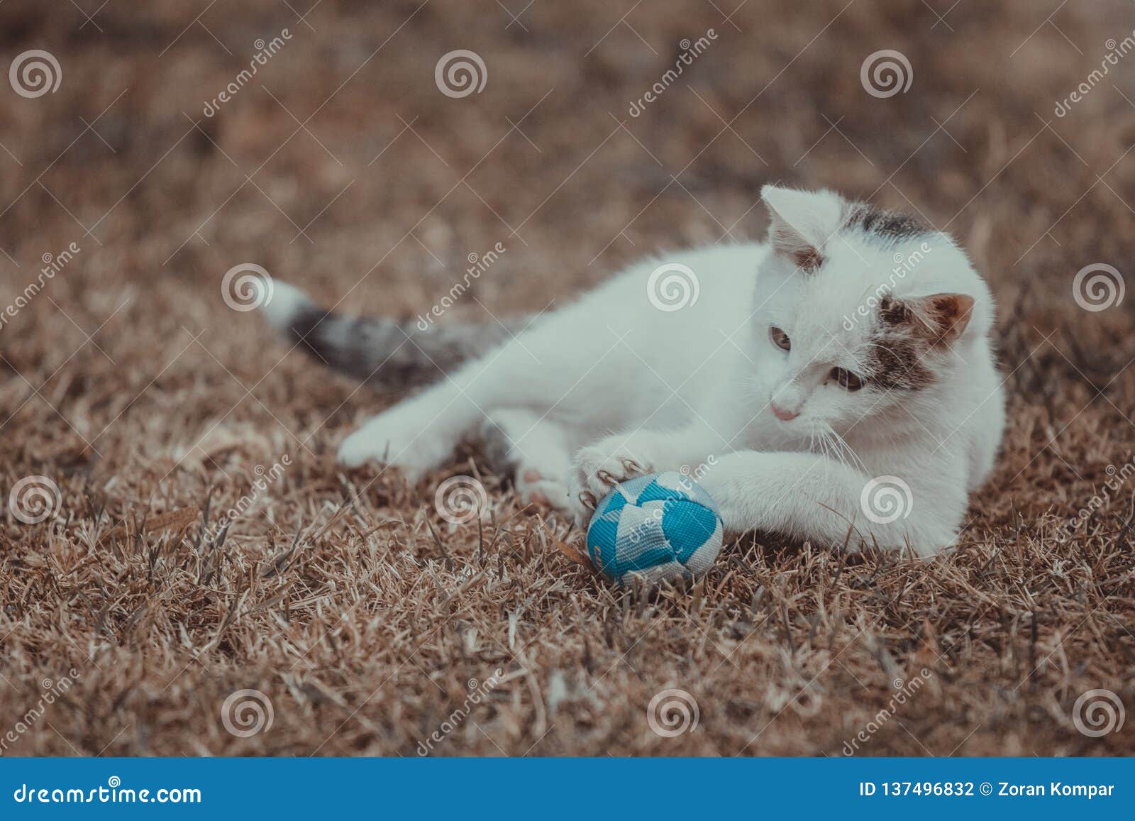 White Cat Playing with Blue Ball on the Grass Stock Photo - Image of ...