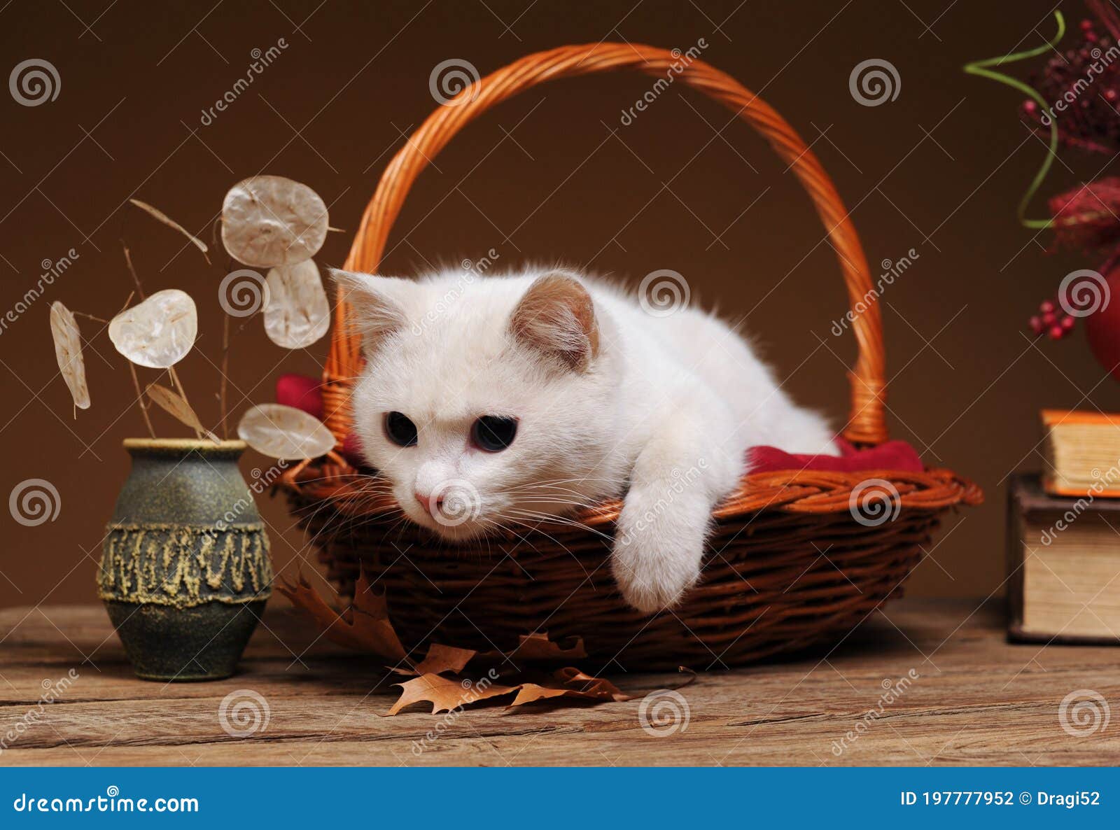 A White Cat is Playing and Posingn Stock Photo - Image of bloom, beauty ...