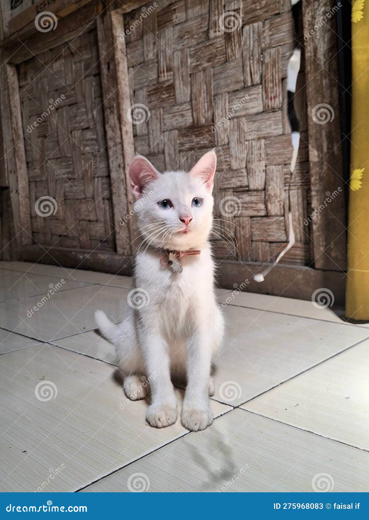 White Cat Playing Rope stock image. Image of strings - 275968083