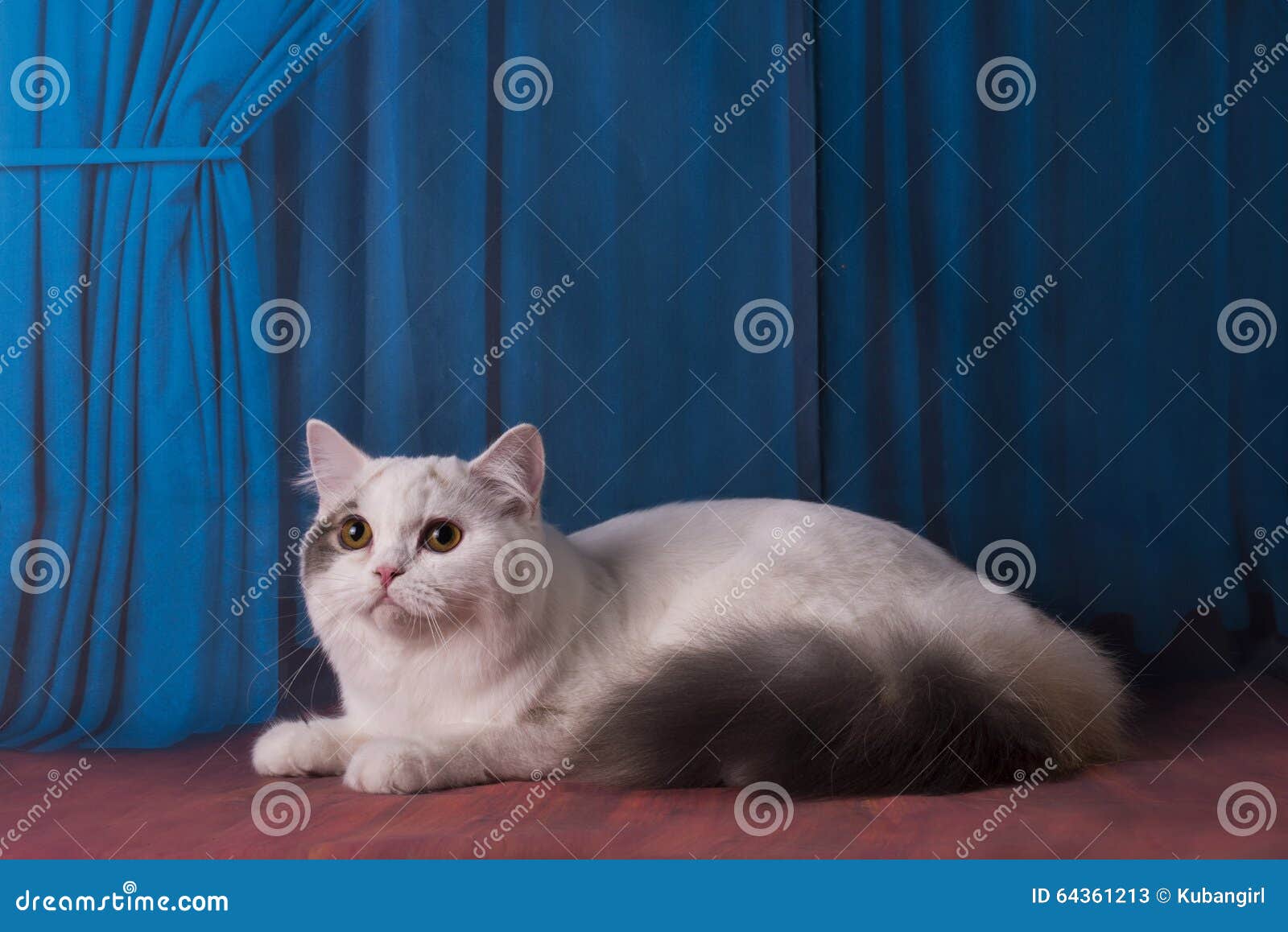 White cat playing on stage stock image. Image of loyal - 64361213