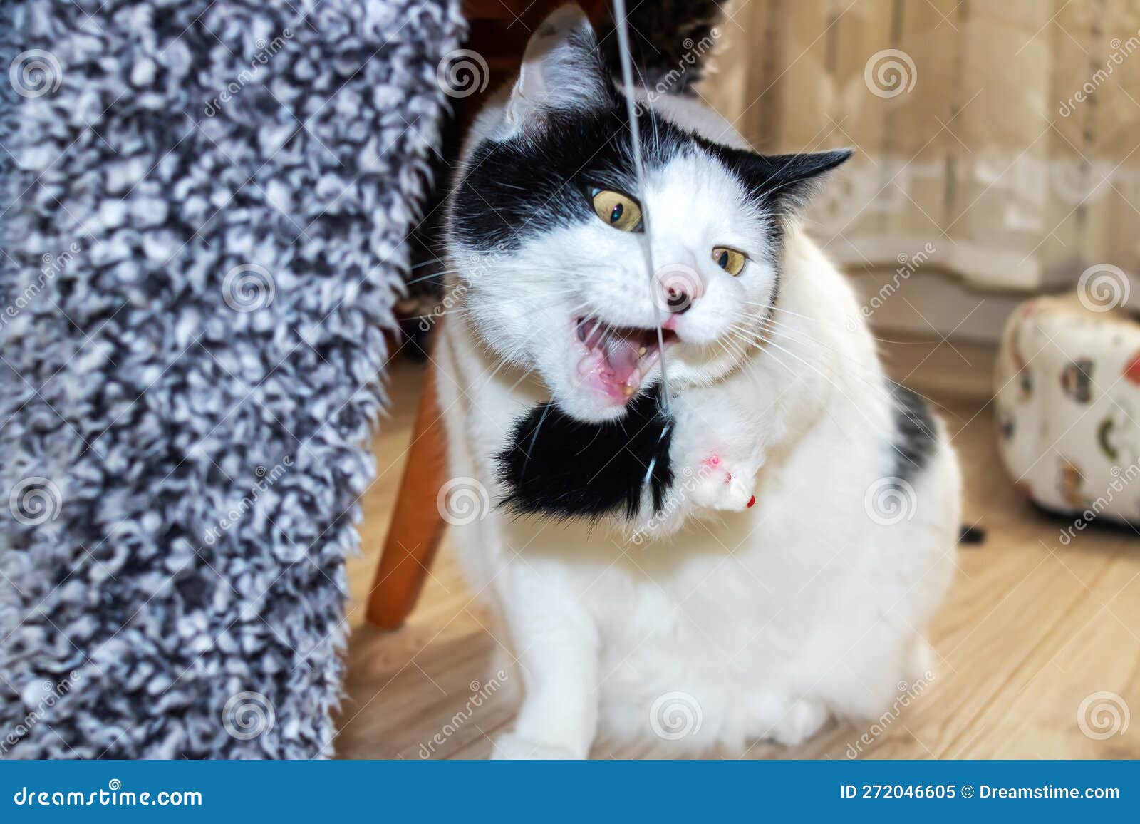 White Cat Playing with a Toy Closeup Stock Image - Image of fresh ...