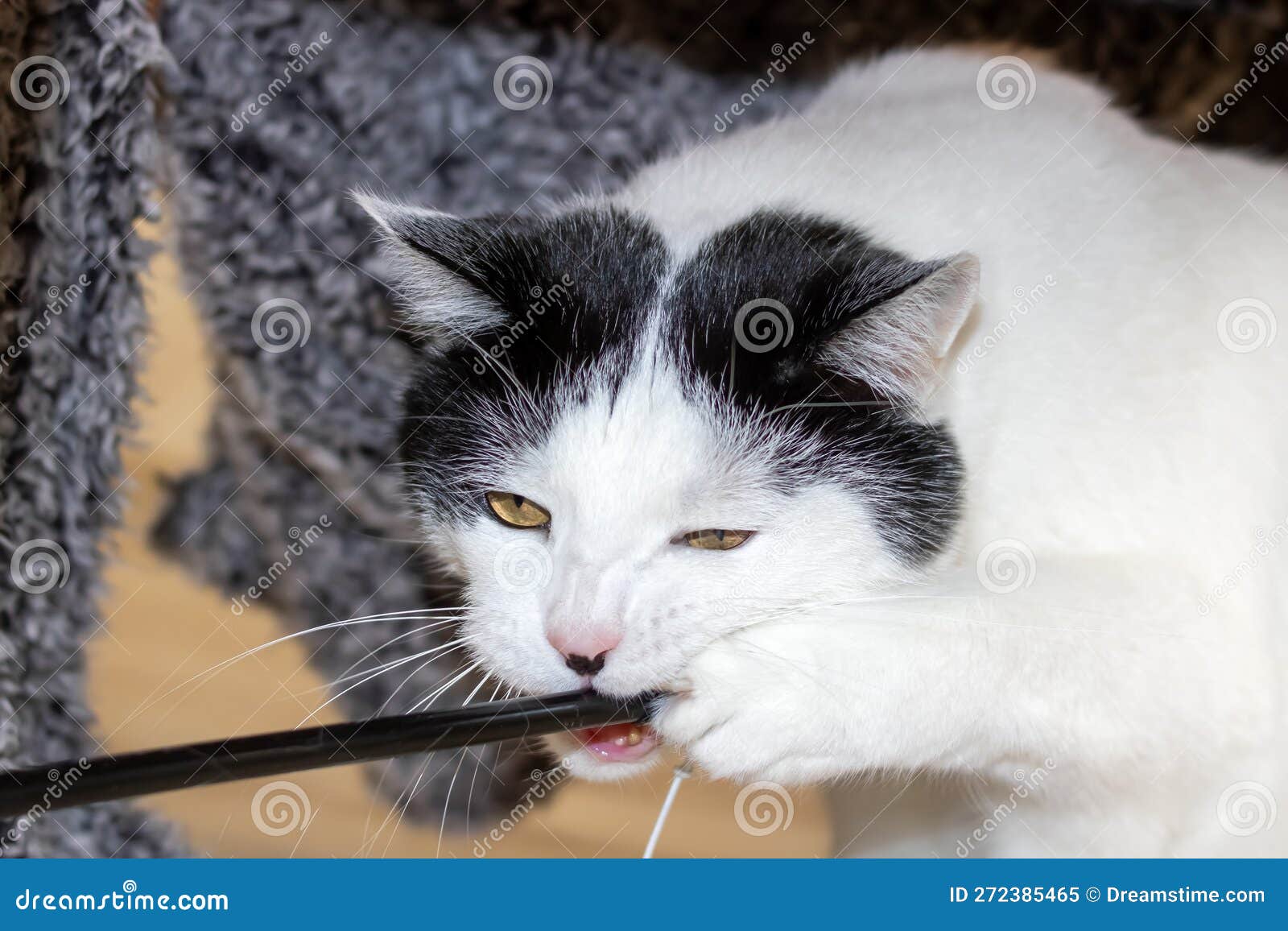 White Cat Playing with a Toy Closeup Stock Image - Image of beautiful ...