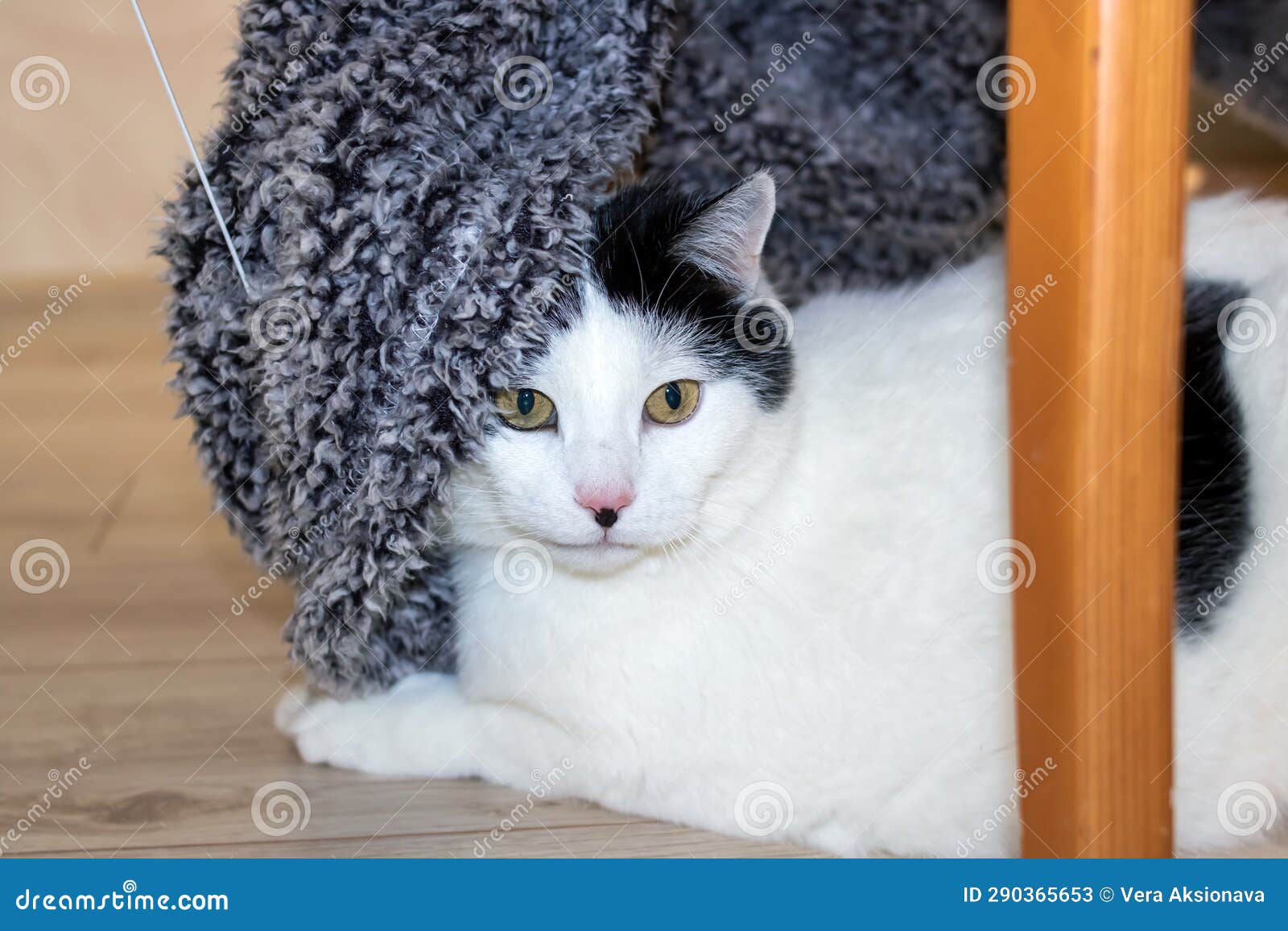 White Cat Playing with a Toy Closeup Stock Image - Image of domestic ...