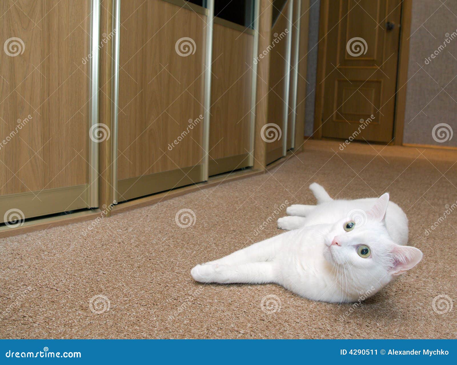 White cat posing stock image. Image of favorite, friend - 4290511