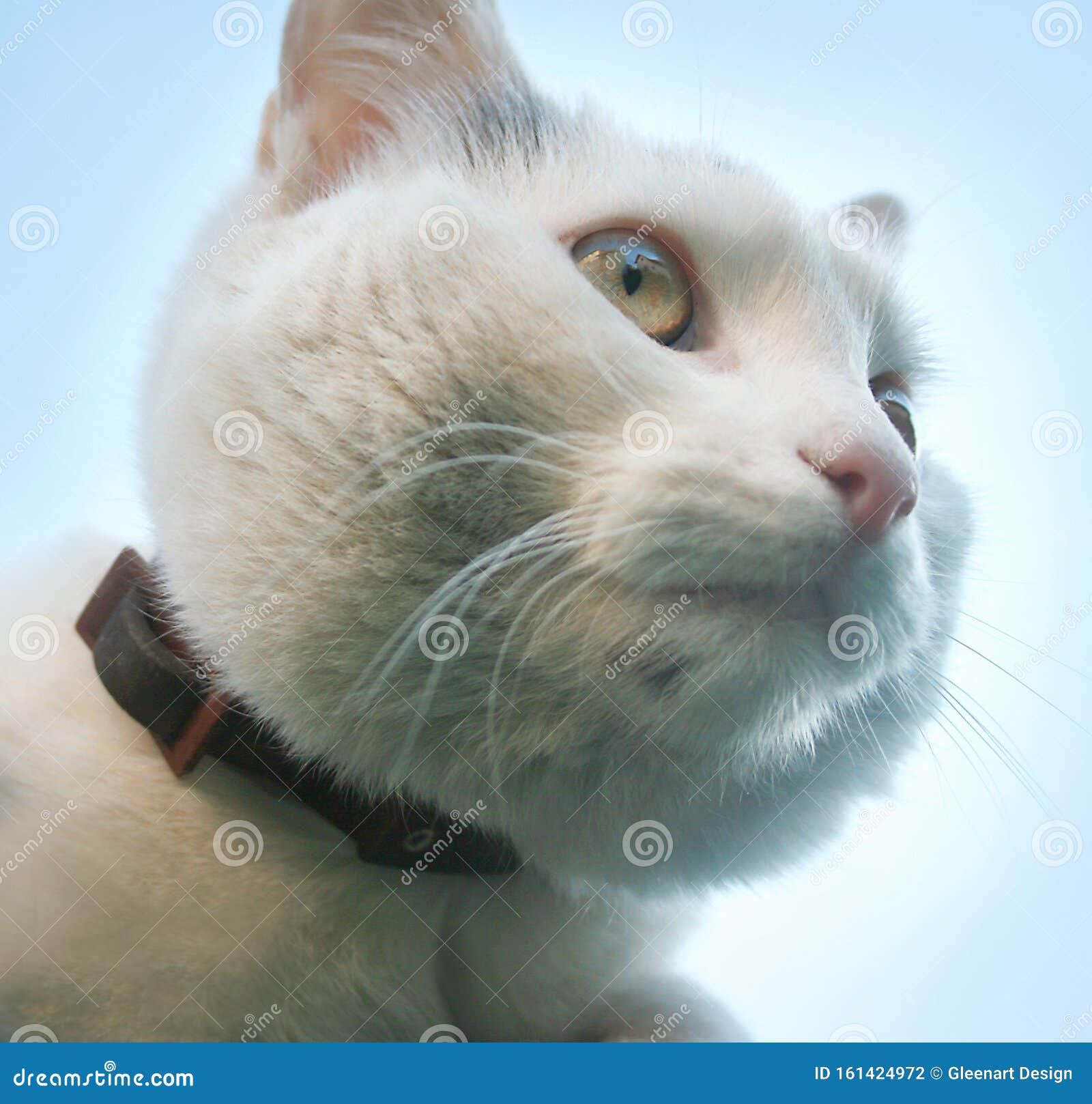 White cat profile close up stock photo. Image of view - 161424972