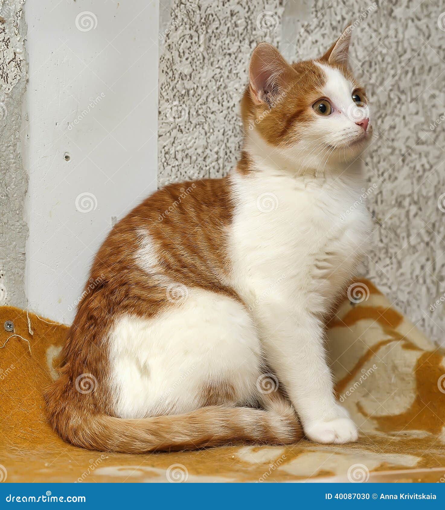White cat with red stock photo. Image of portrait, orange - 40087030