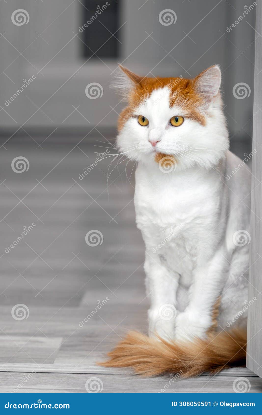 White Cat with Red Spots Sits on the Floor Stock Image - Image of ...