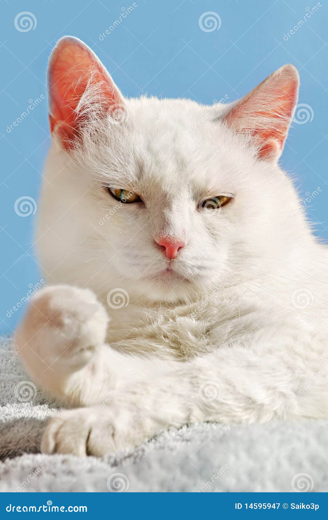 White cat relax stock image. Image of beauty, feline - 14595947