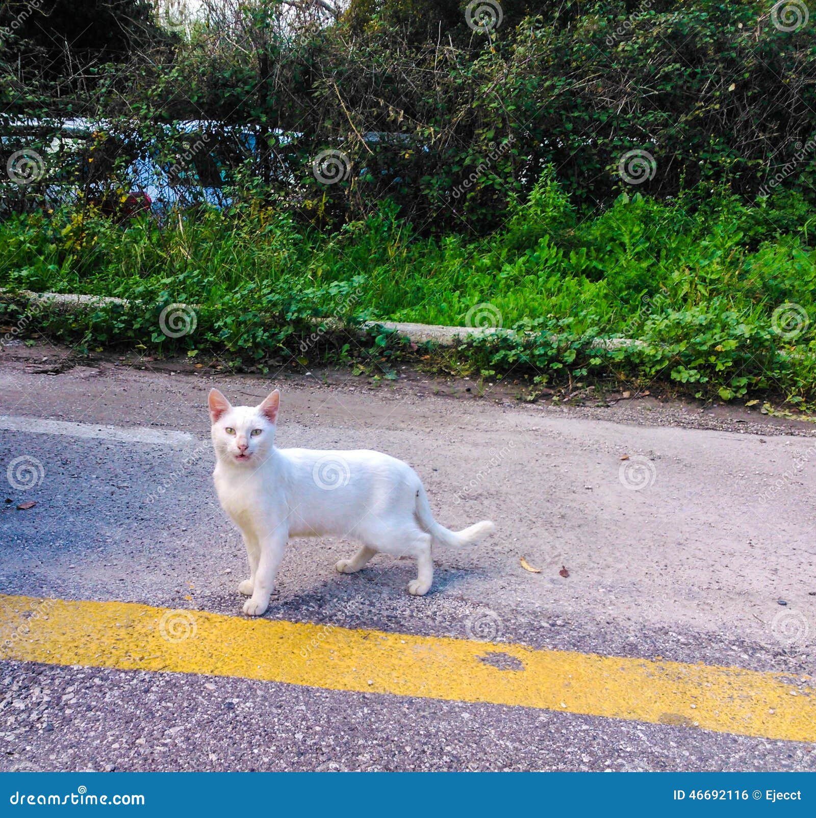 White cat stock photo. Image of countryside, road, white - 46692116