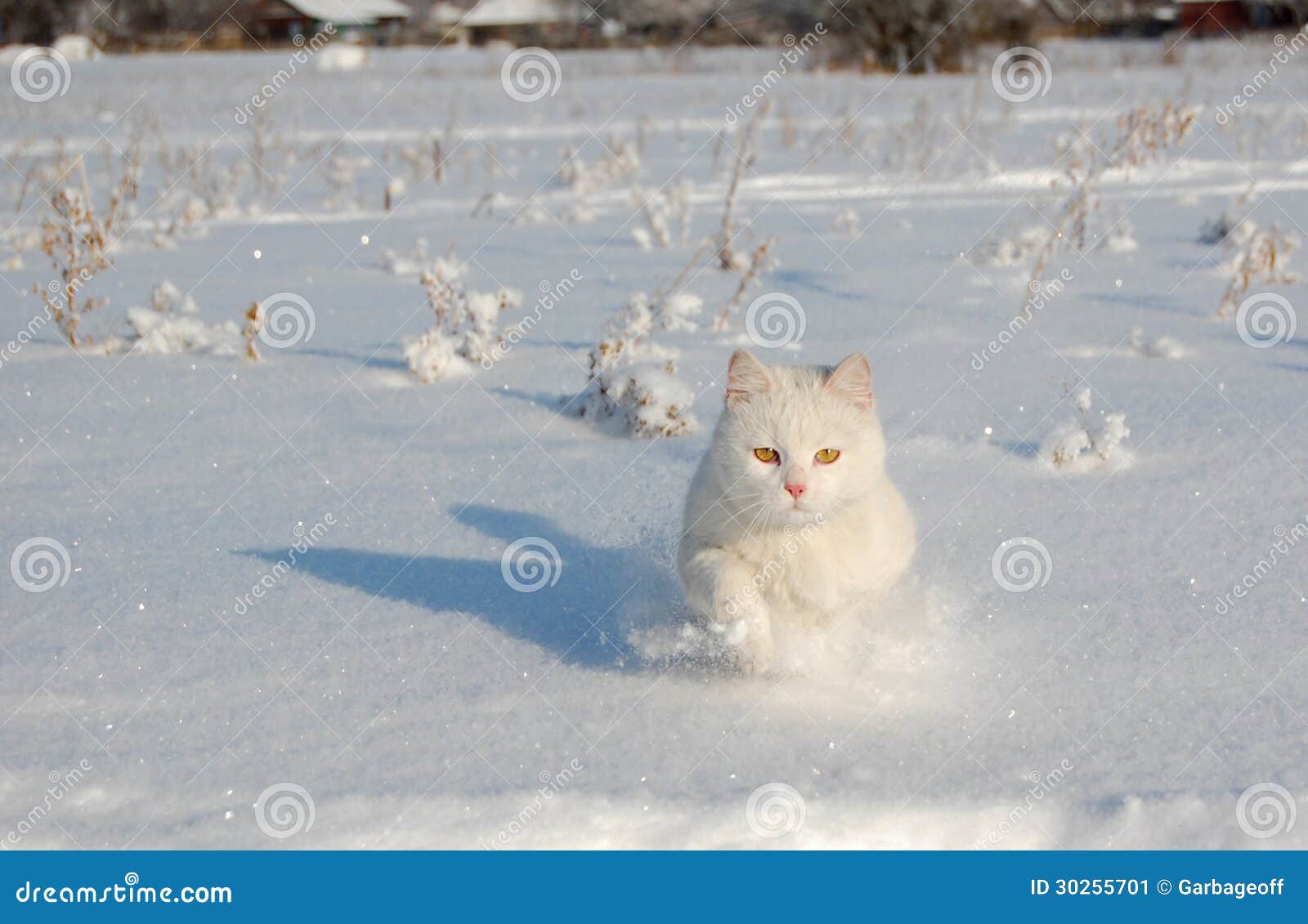 Running white cat stock image. Image of winter, snow - 30255701
