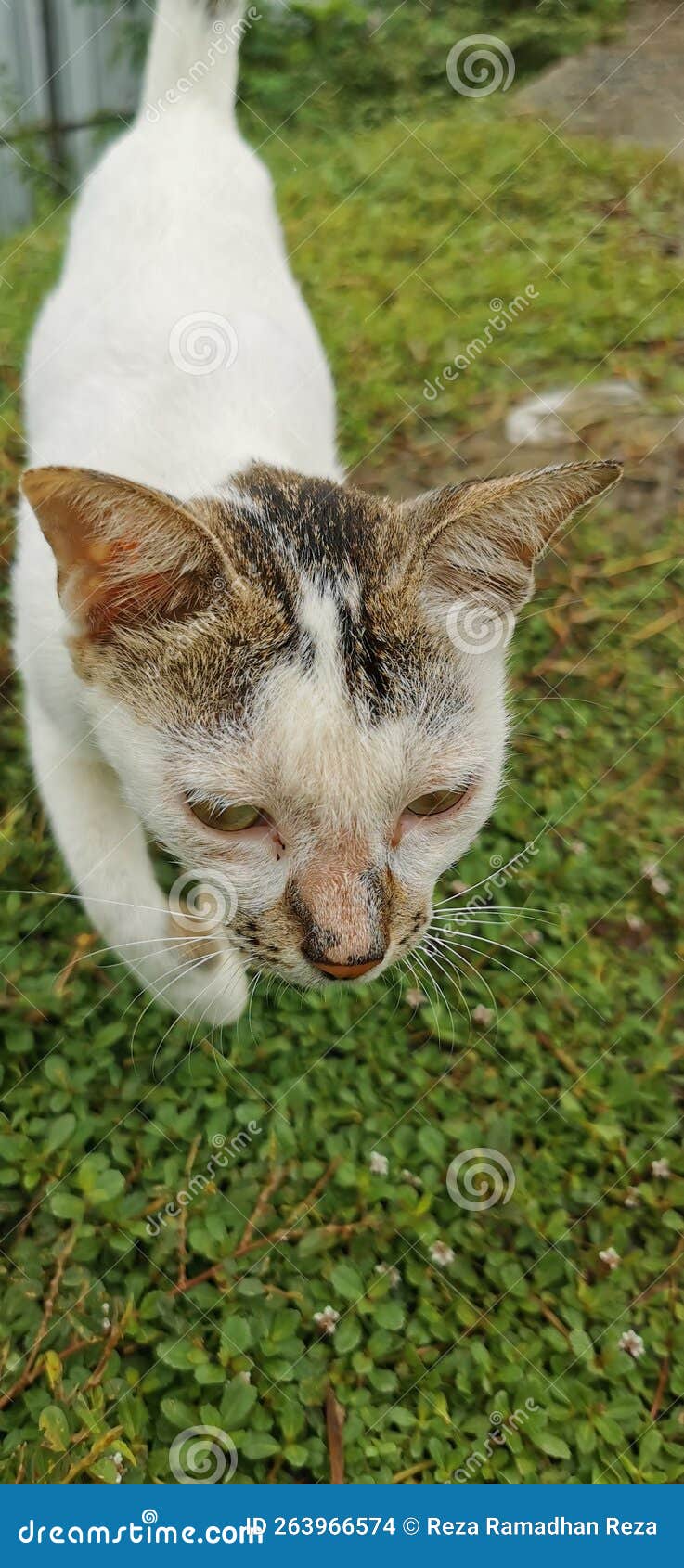 The White Cat& X27;s Extremely Sharp Gaze Looked Ahead Stock Photo ...