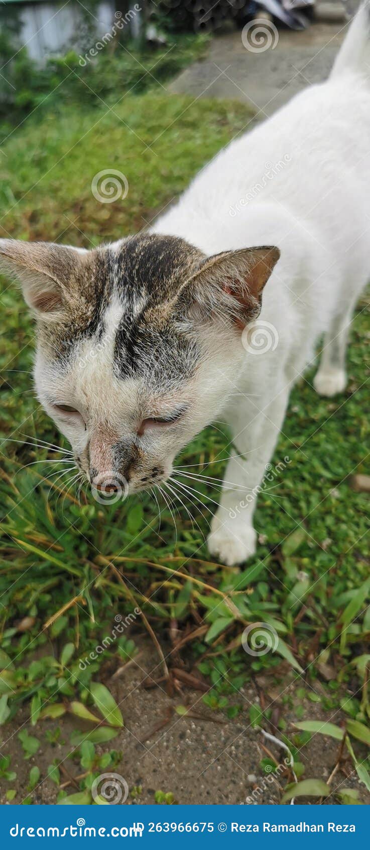 The White Cat& X27;s Extremely Sharp Gaze Looked Ahead Stock Image ...