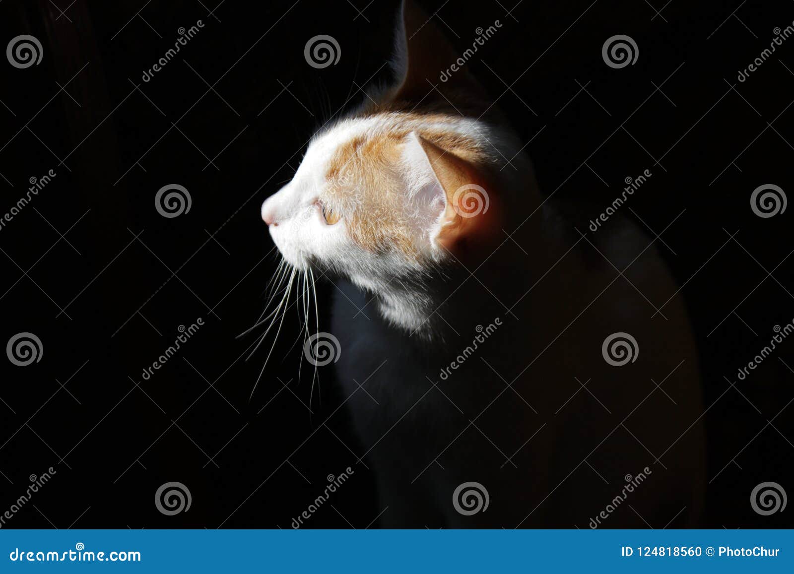 The White Cat`s Muzzle is Illuminated by the Sunlight Stock Photo ...