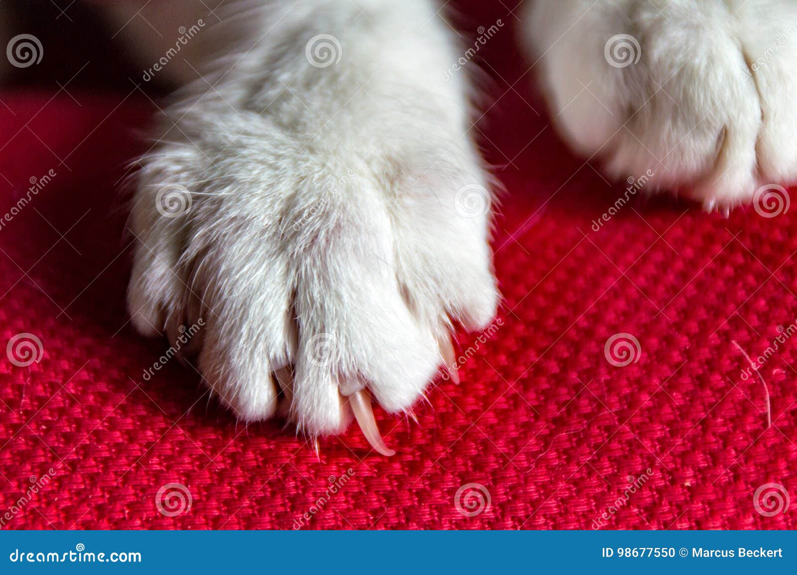 White cat`s paw with claw stock photo. Image of claws - 98677550