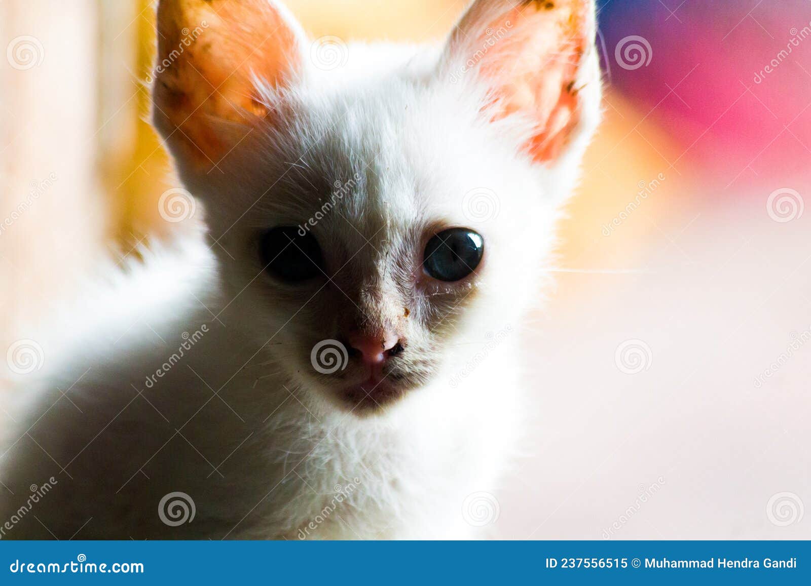 White Cat with a Scary Look. Stock Image - Image of horizontal ...