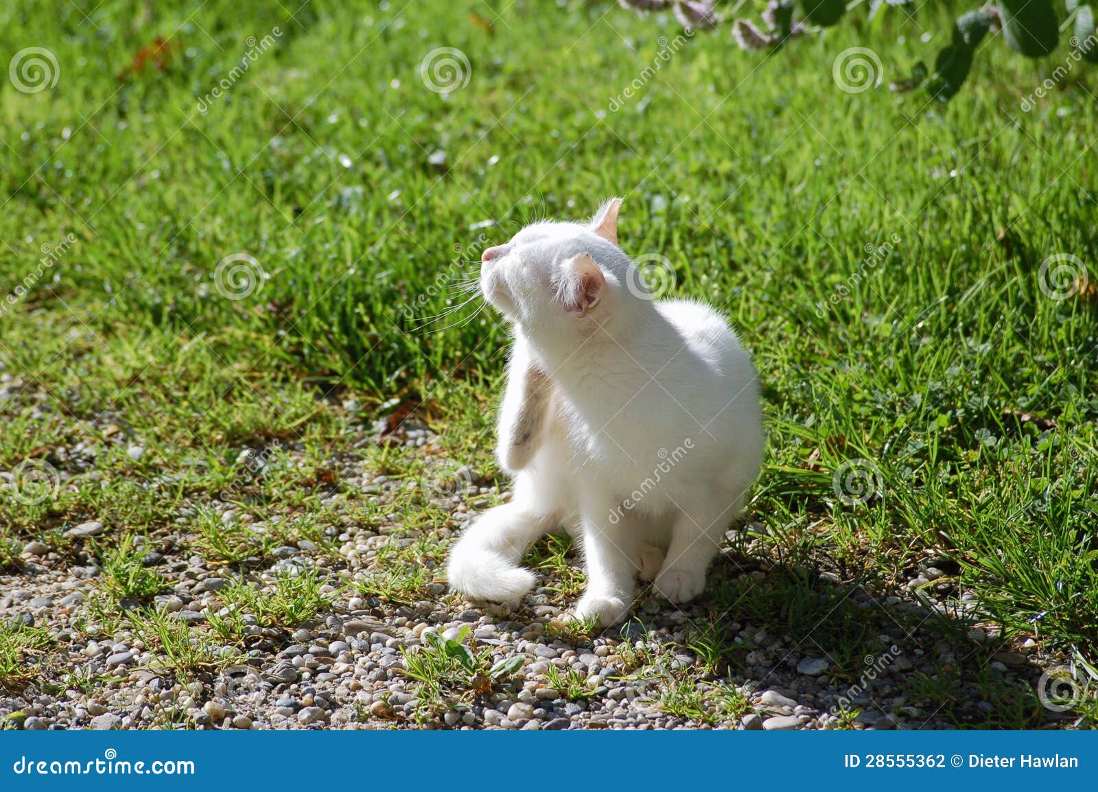 White Cat scratching stock photo. Image of scratching - 28555362