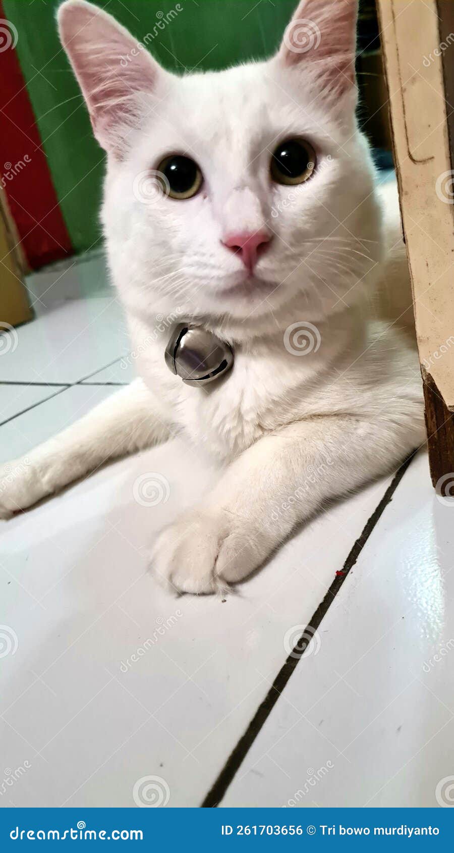 White cat Shiro stock photo. Image of white, shiro, name - 261703656