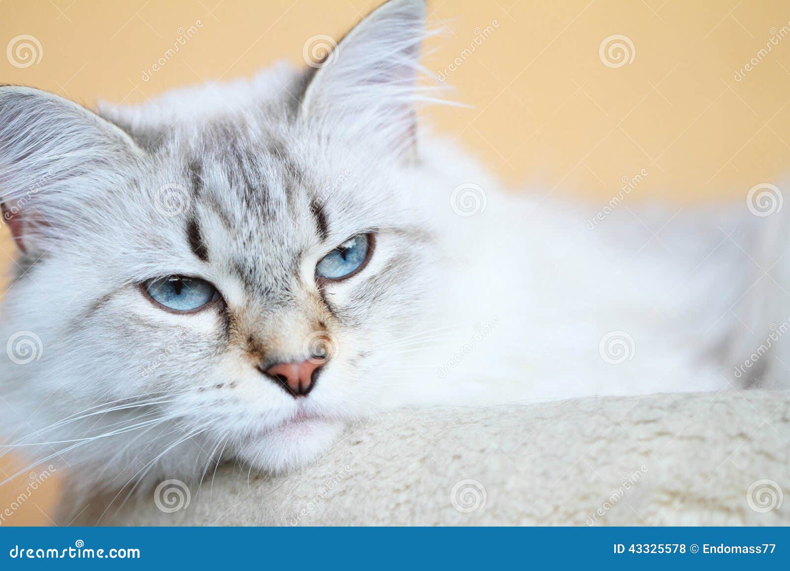 White Cat of Siberian Breed, Neva Masquerade Version Stock Photo ...