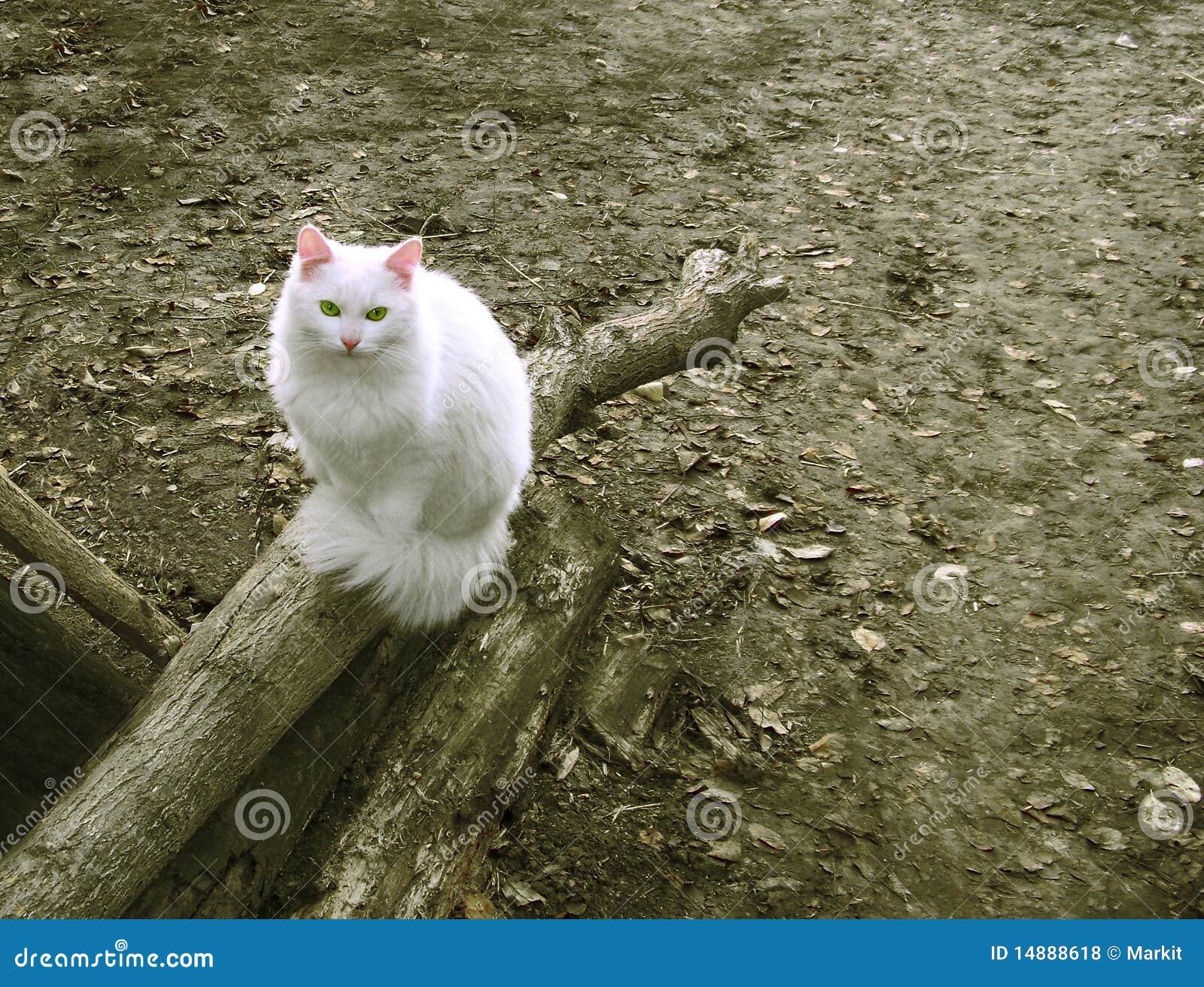 White cat is sitting stock photo. Image of whisker, animals - 14888618