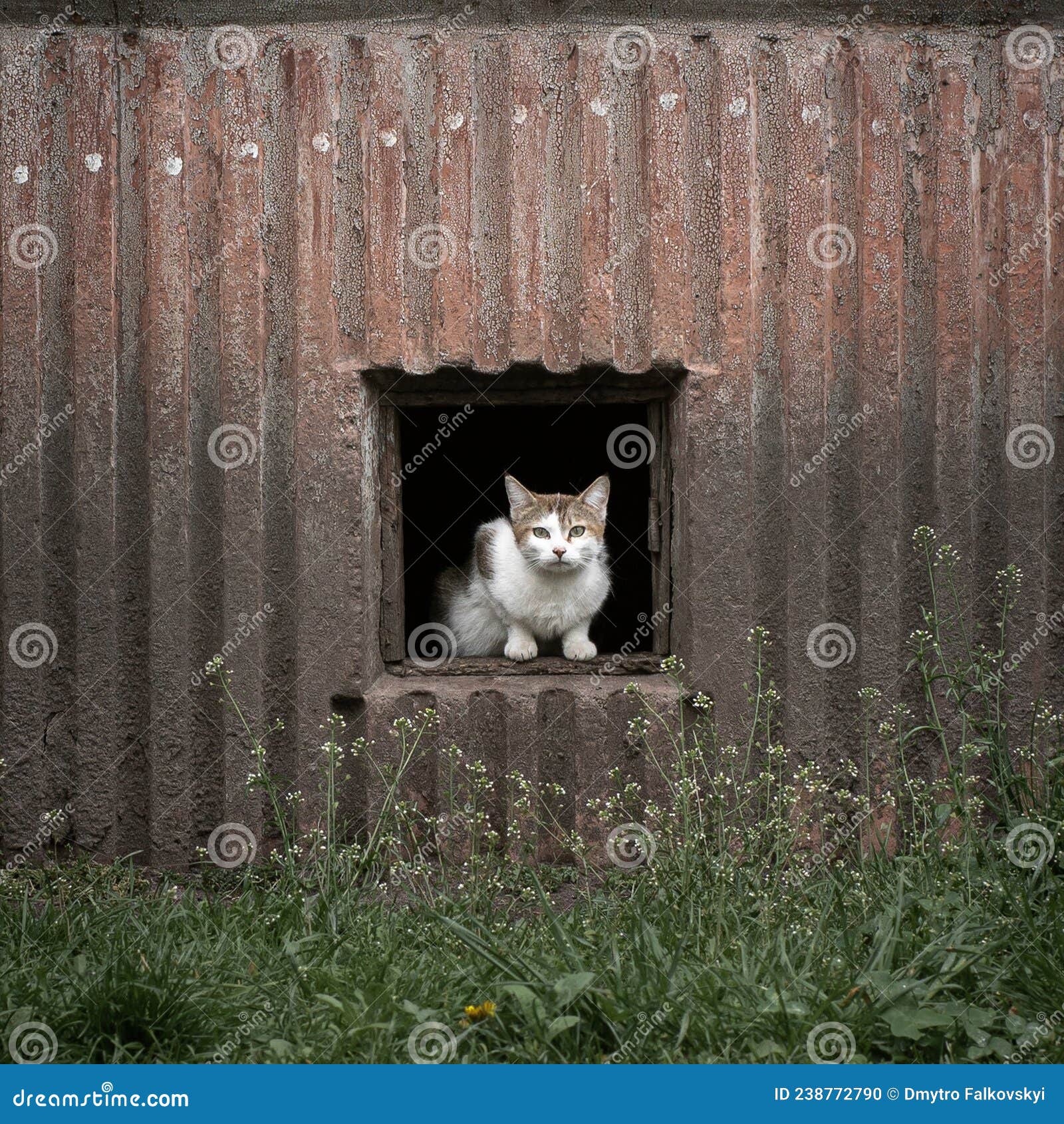A White Cat is Sitting in the Basement Window of the Basement of a ...