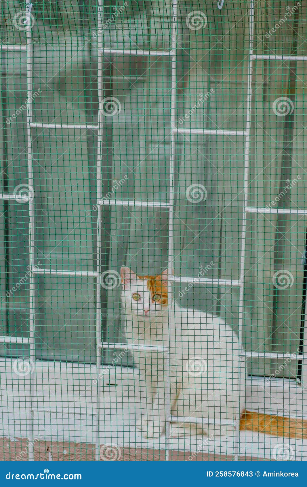 White Cat Sitting Behind Wire Screen Stock Image - Image of curious ...